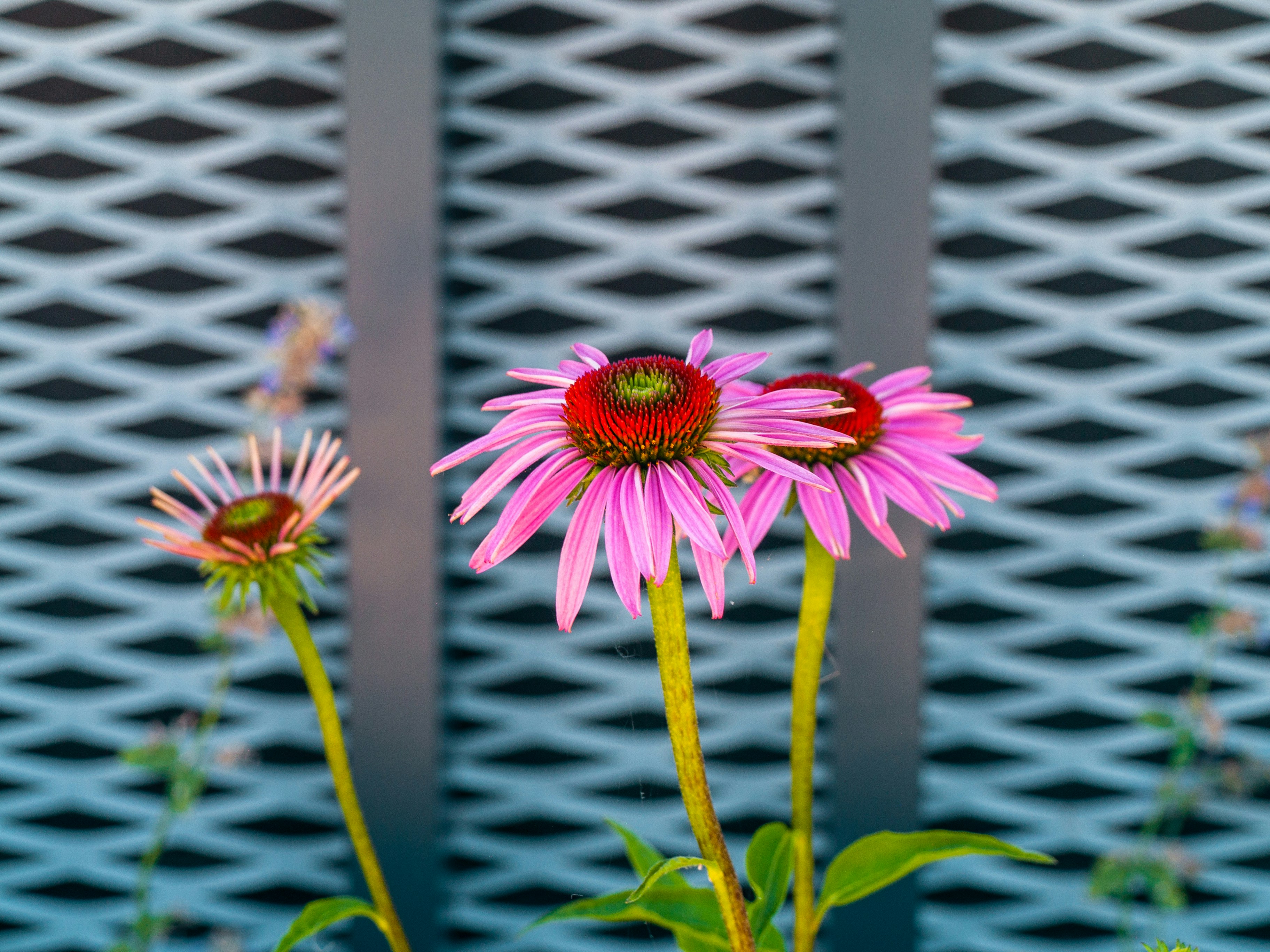 Pink coneflowers reach toward the light with a patterned metal grate serving as a subtle backdrop.