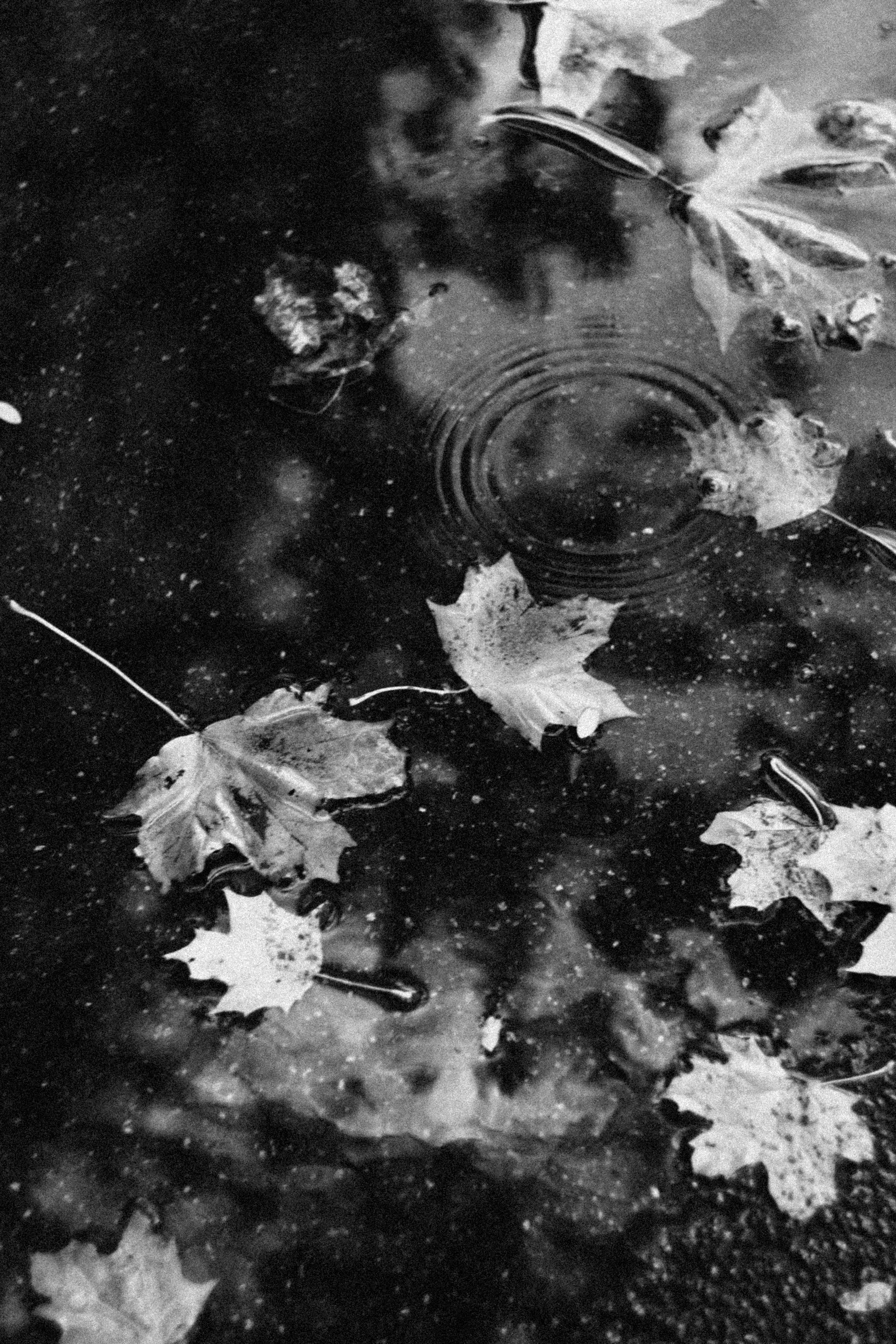 Autumn Ripples: Leaves, Reflections, and Quiet Rain on Dark Water
