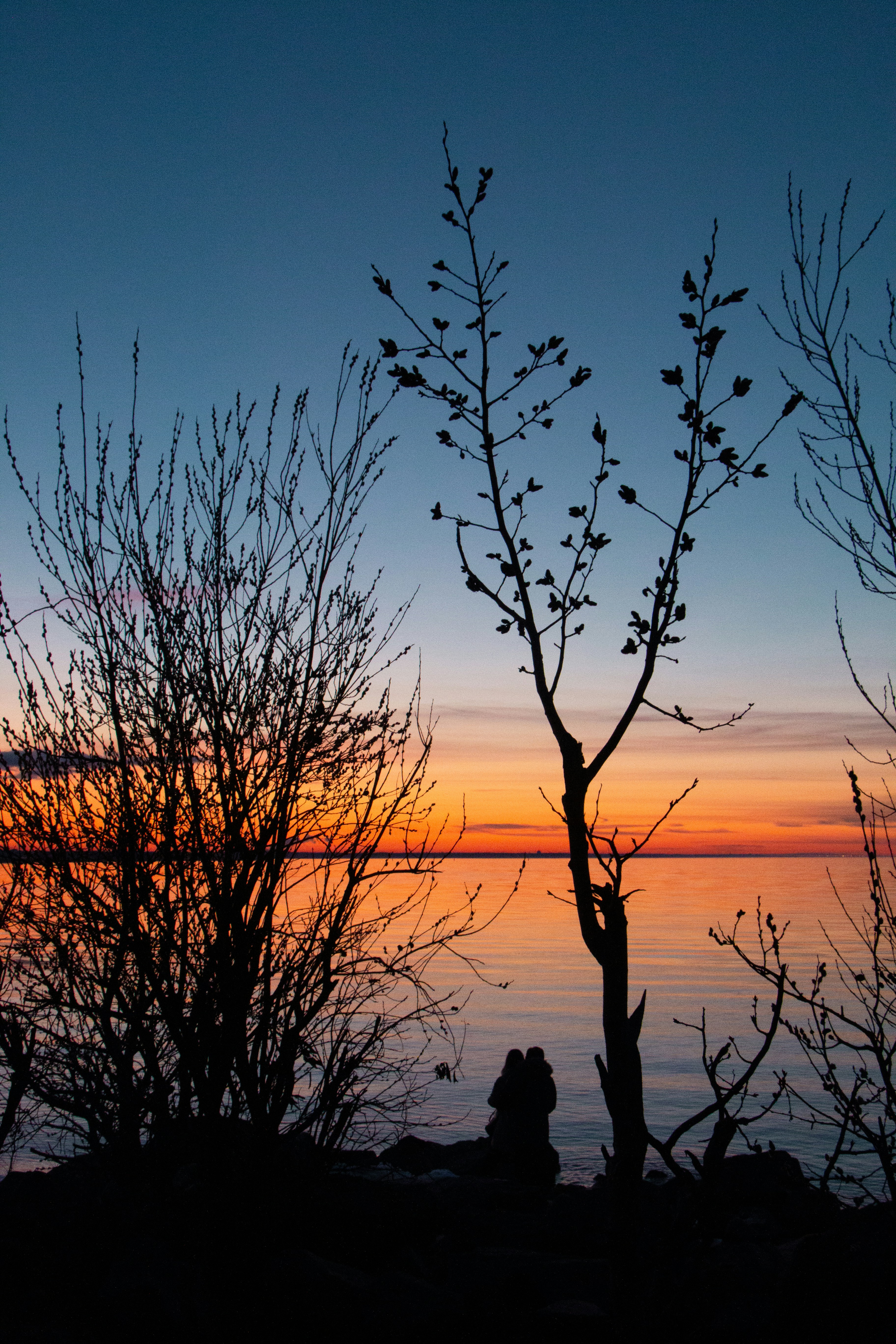 Silhouetted Trees at Sunset Over tranquil water