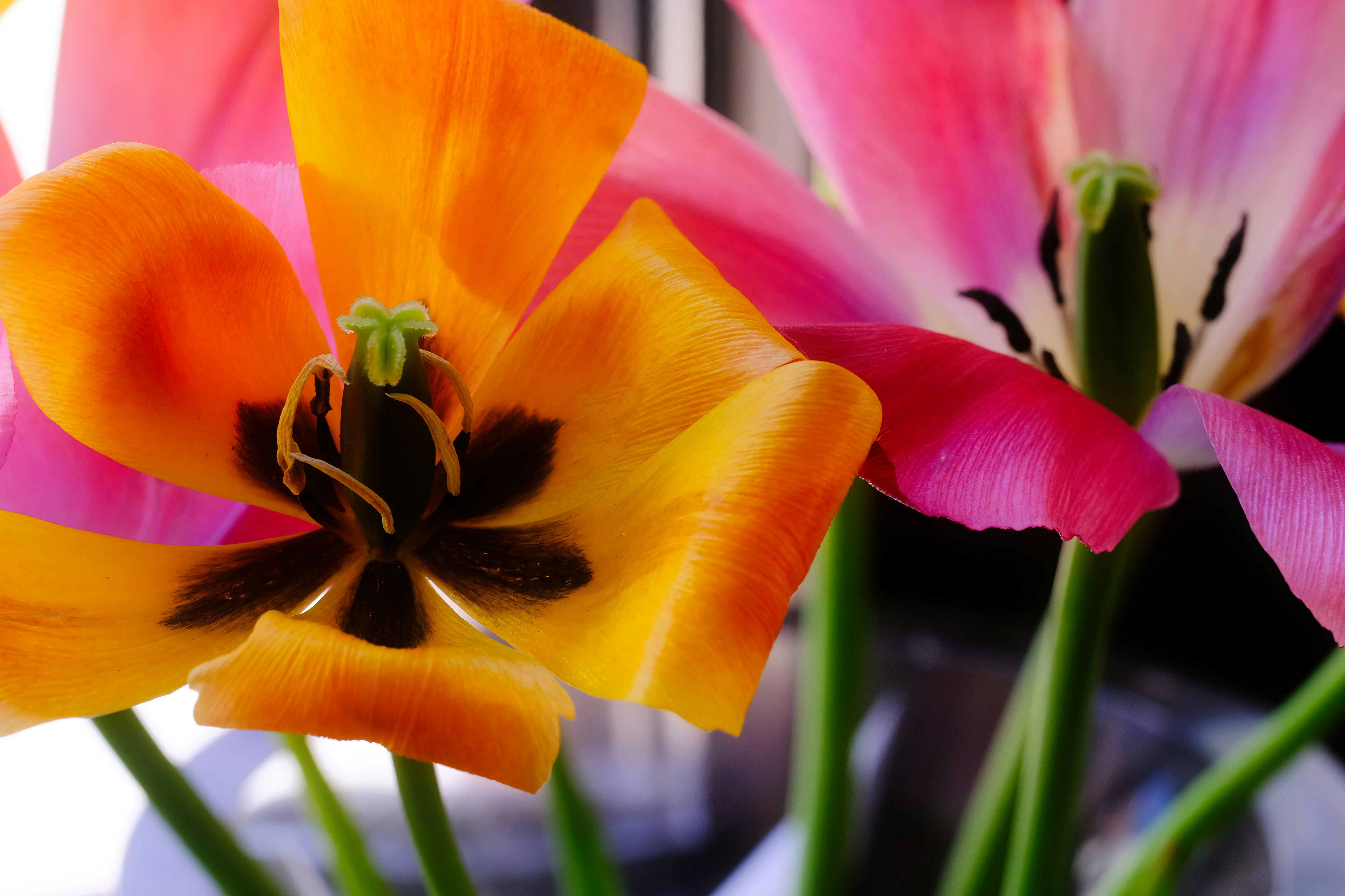 Sunlit Tulip Stadium: A Close-Up of Vivid Orange Petals and Dark Eye Center