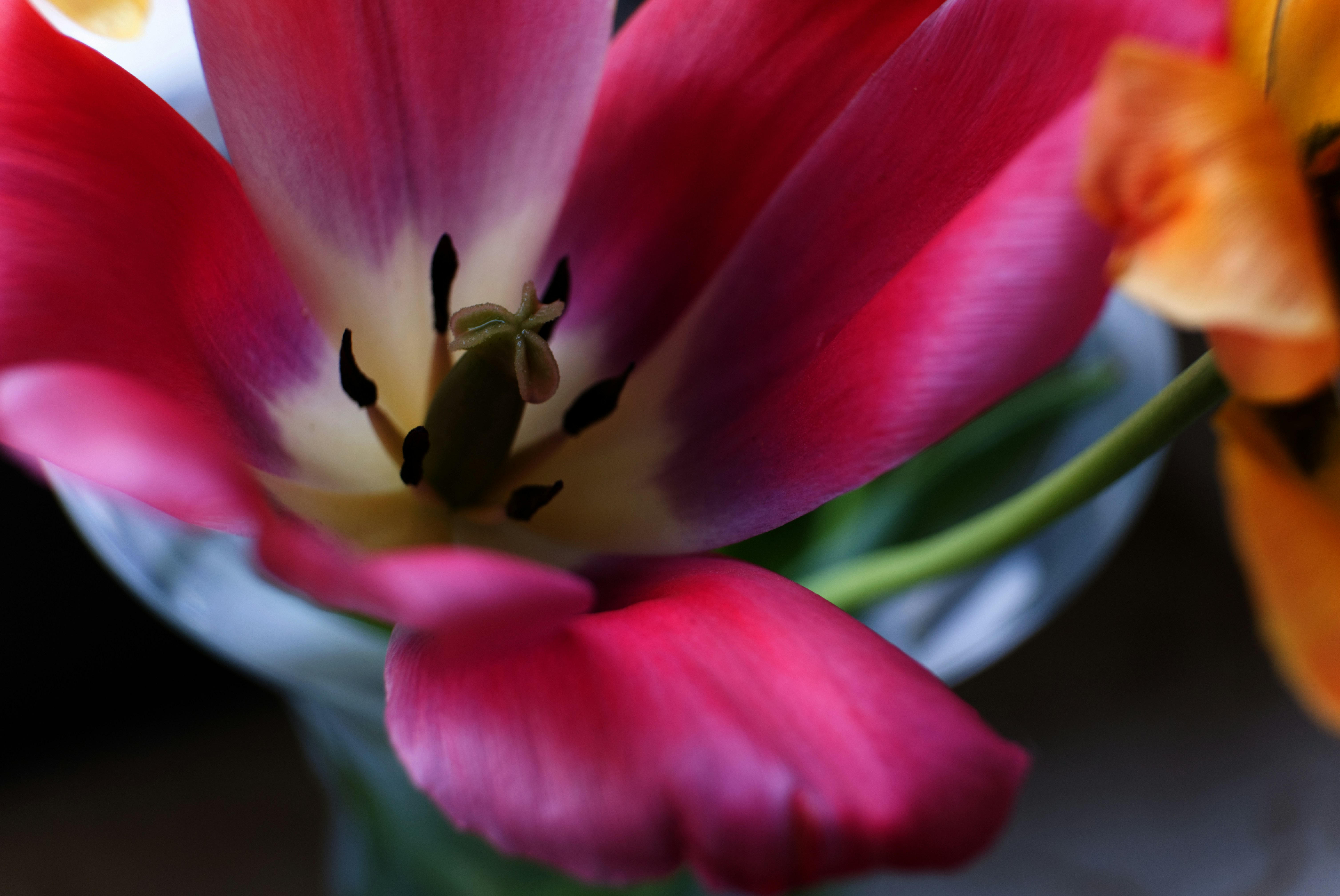 Close-up of a pink tulip with a vivid deep center, showing stamens and pistil in sharp focus while petals blur toward the edges. The image emphasizes the flower’s interior detail and color contrast.