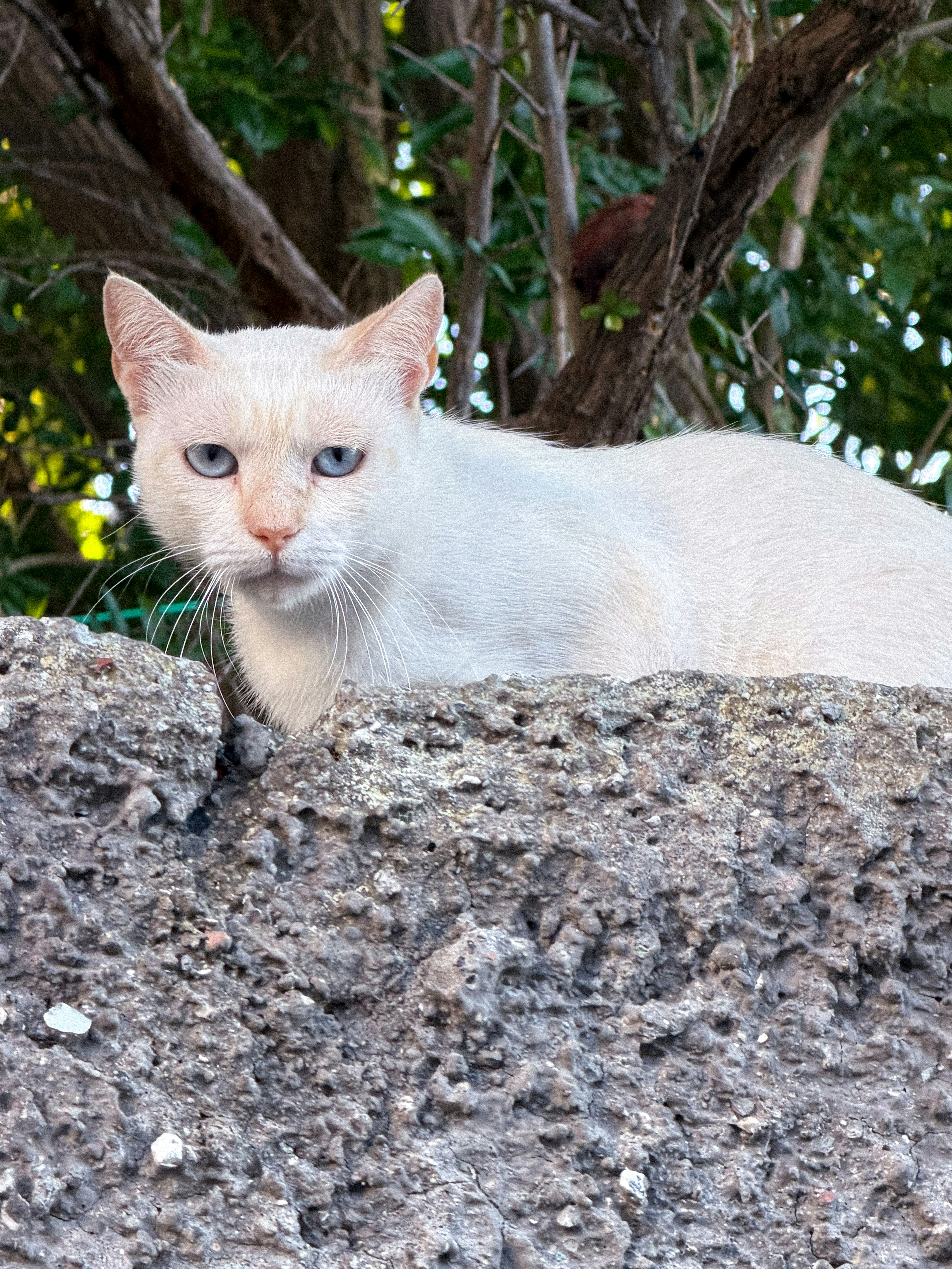 White Feline on a Shaded Stone Barrier
