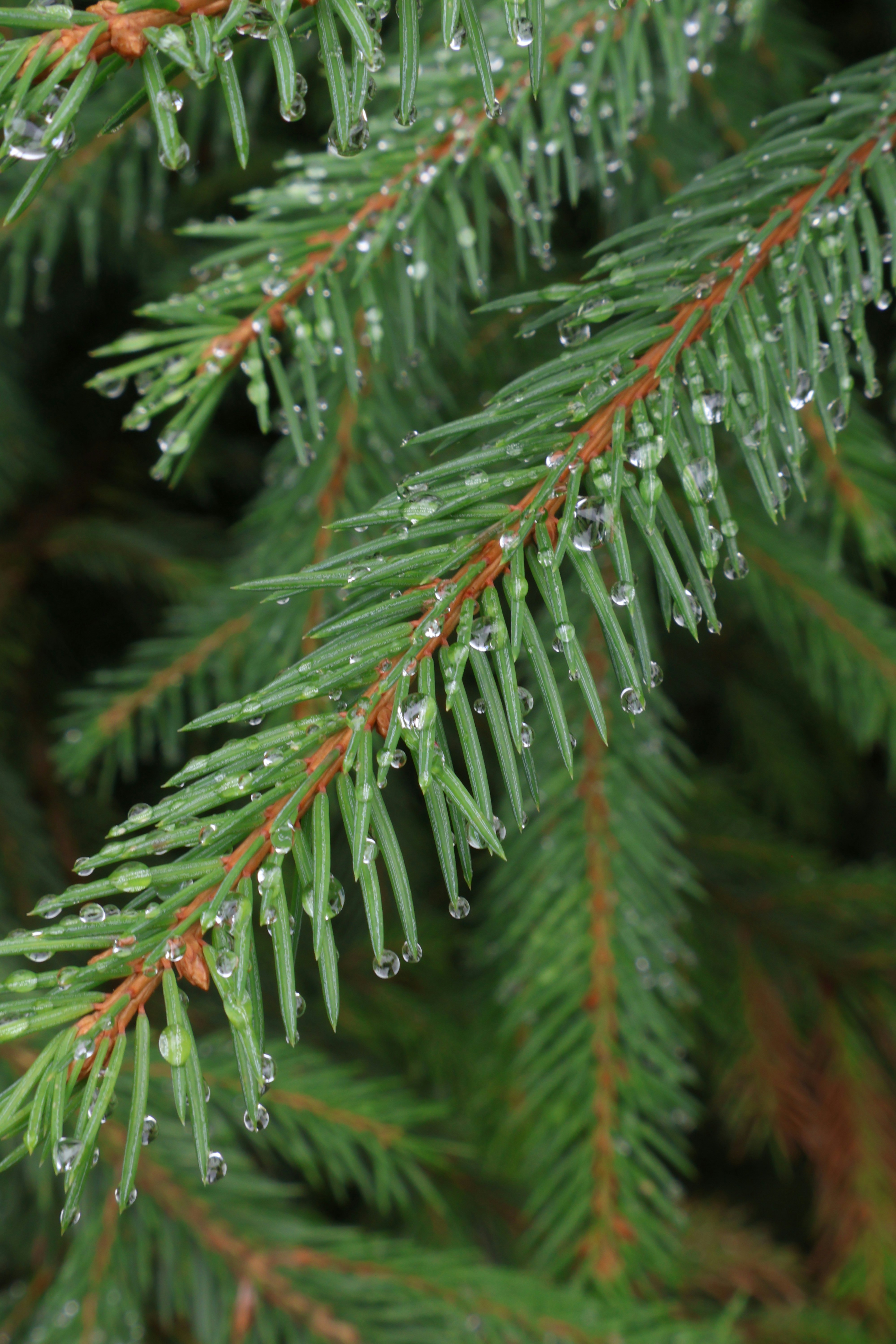 Dew-kissed Sprig: Close-up of Pine Needles