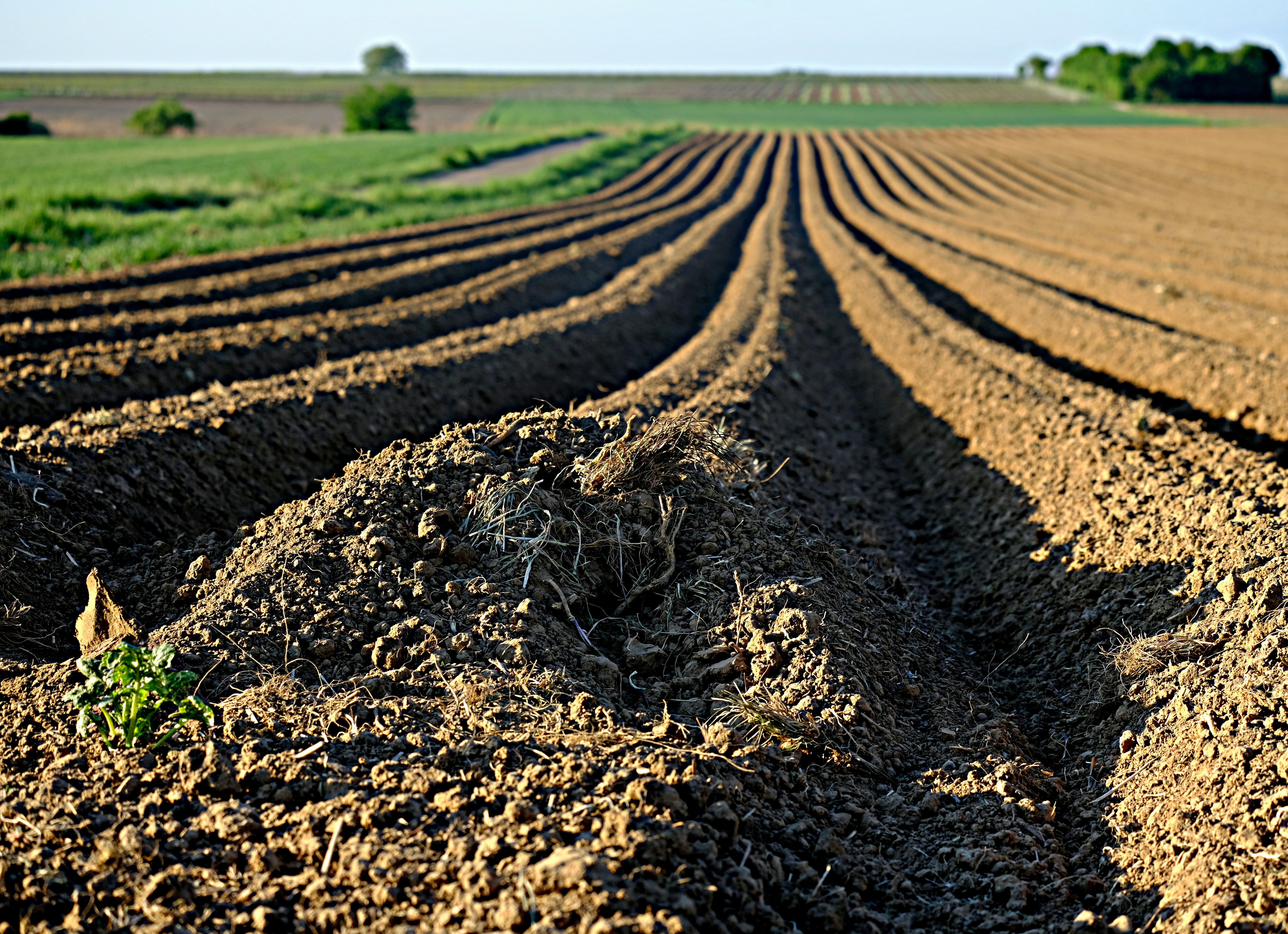 Ridge-lines of Till: Parallel Furrows Stretch into the Horizon