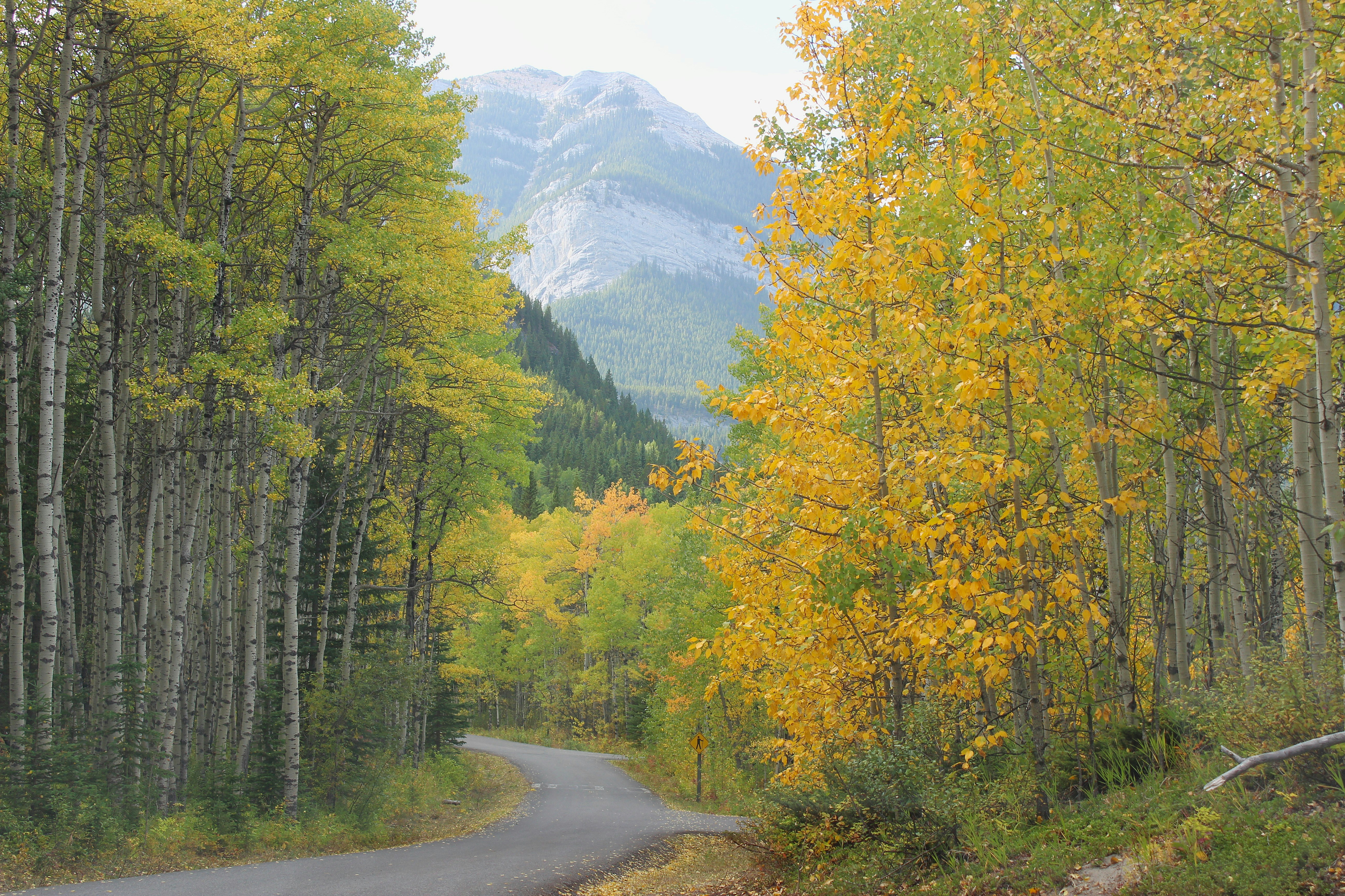 Autumn Carriage: A Winding Road Through Foliage to the Mountain Range