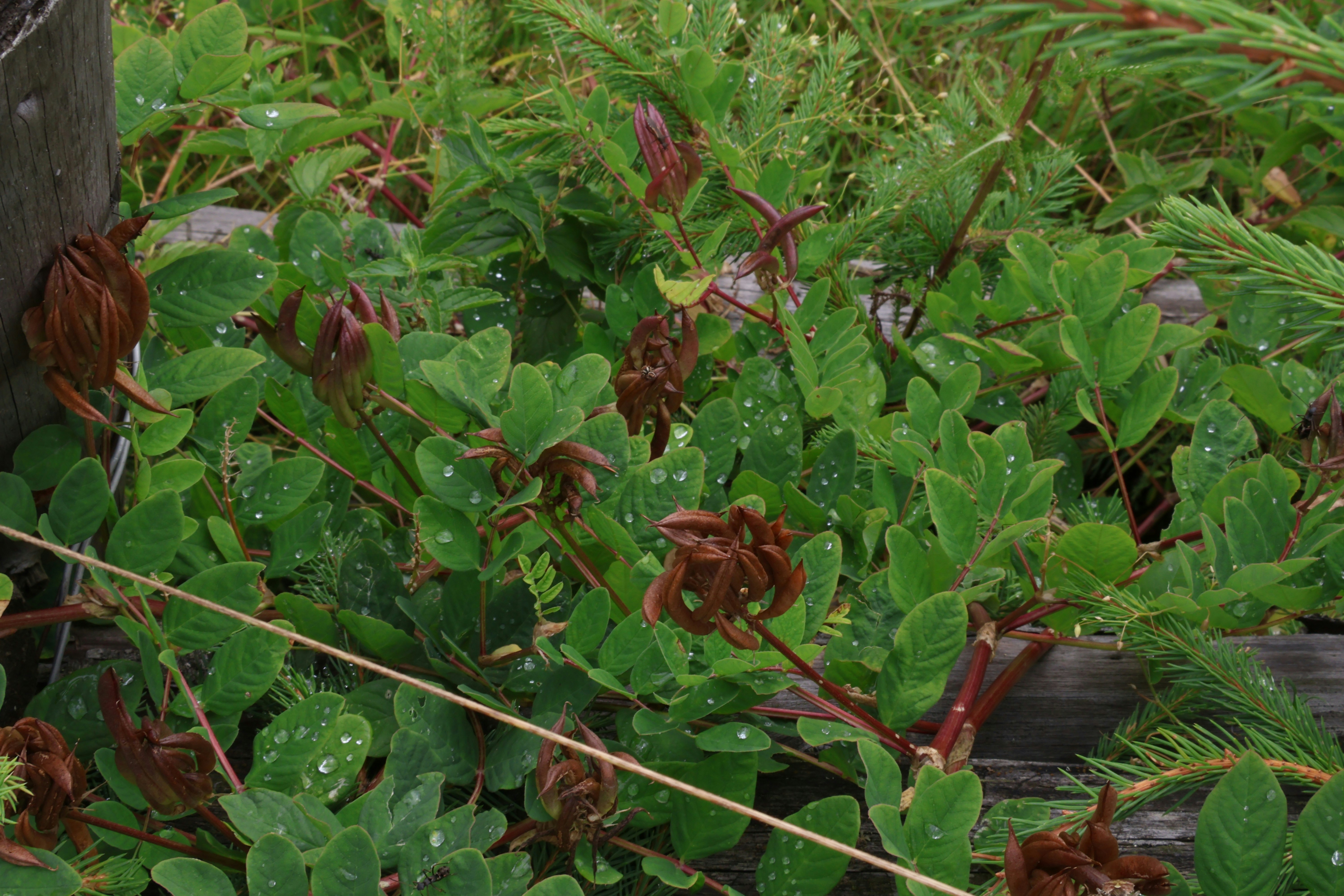Dew-kissed Leaves and Withered Buds in a Garden Bed