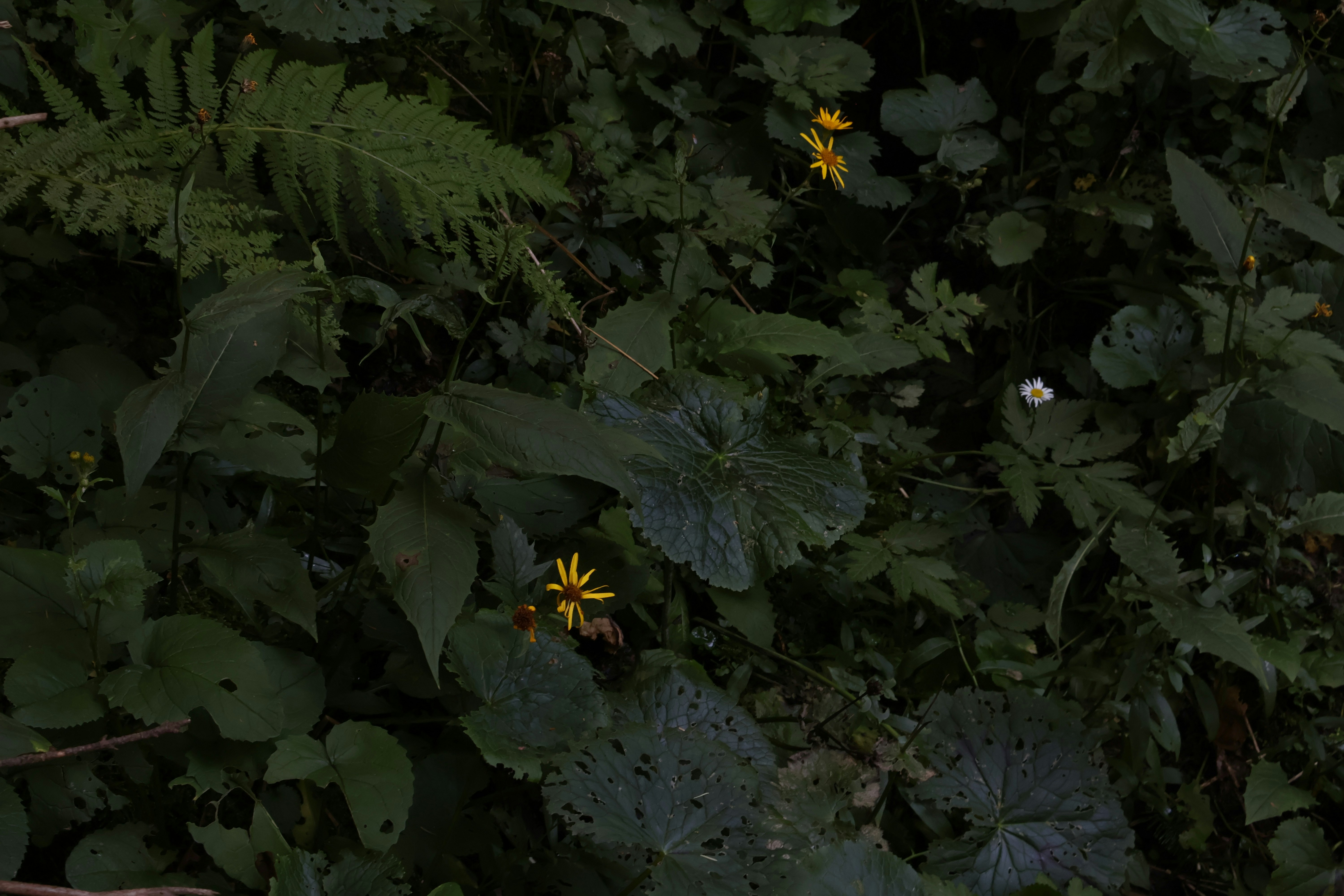 Hidden Sunshine in the Fern Understory