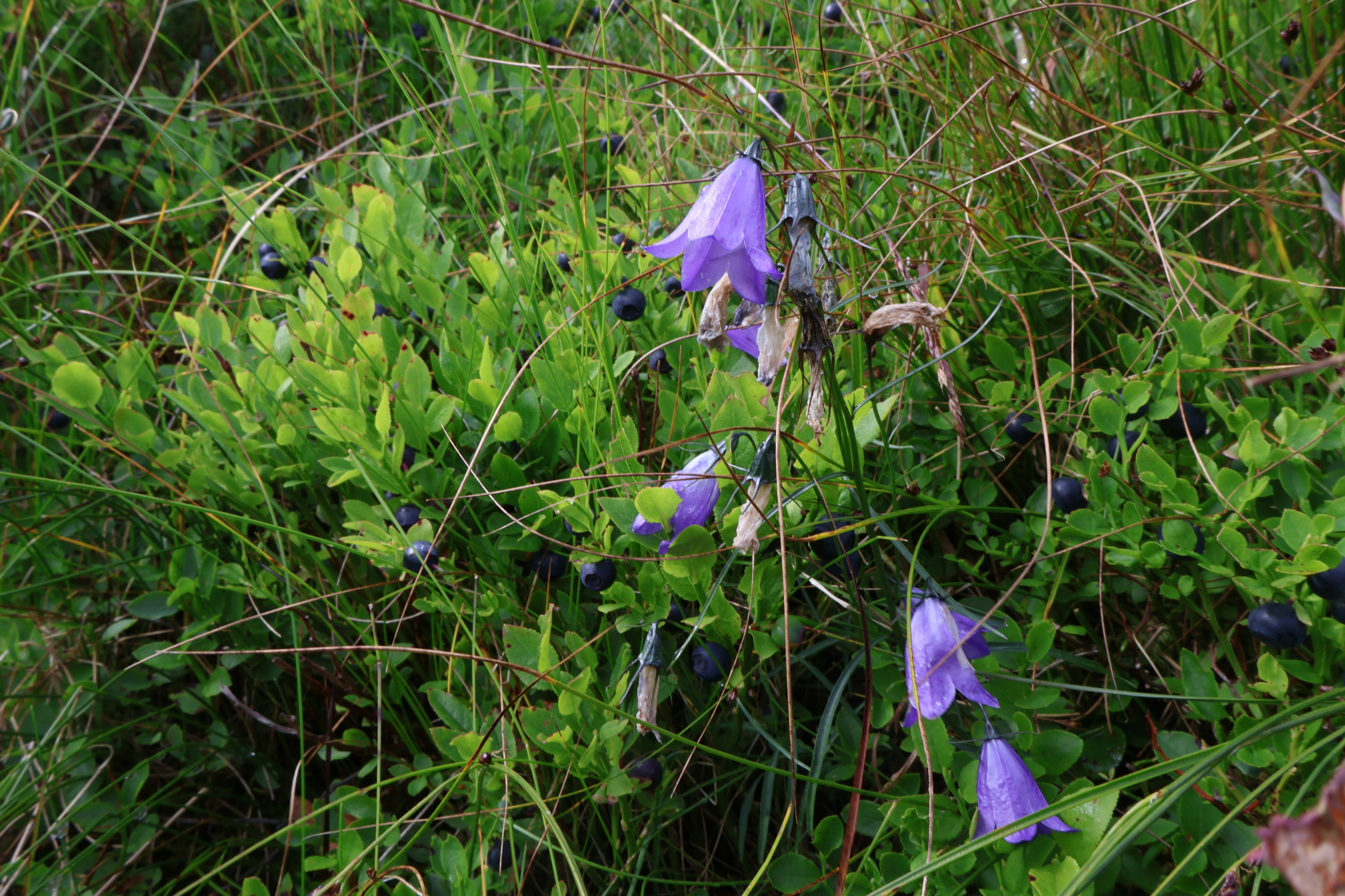 Purple bells among tangled greens and seed pods