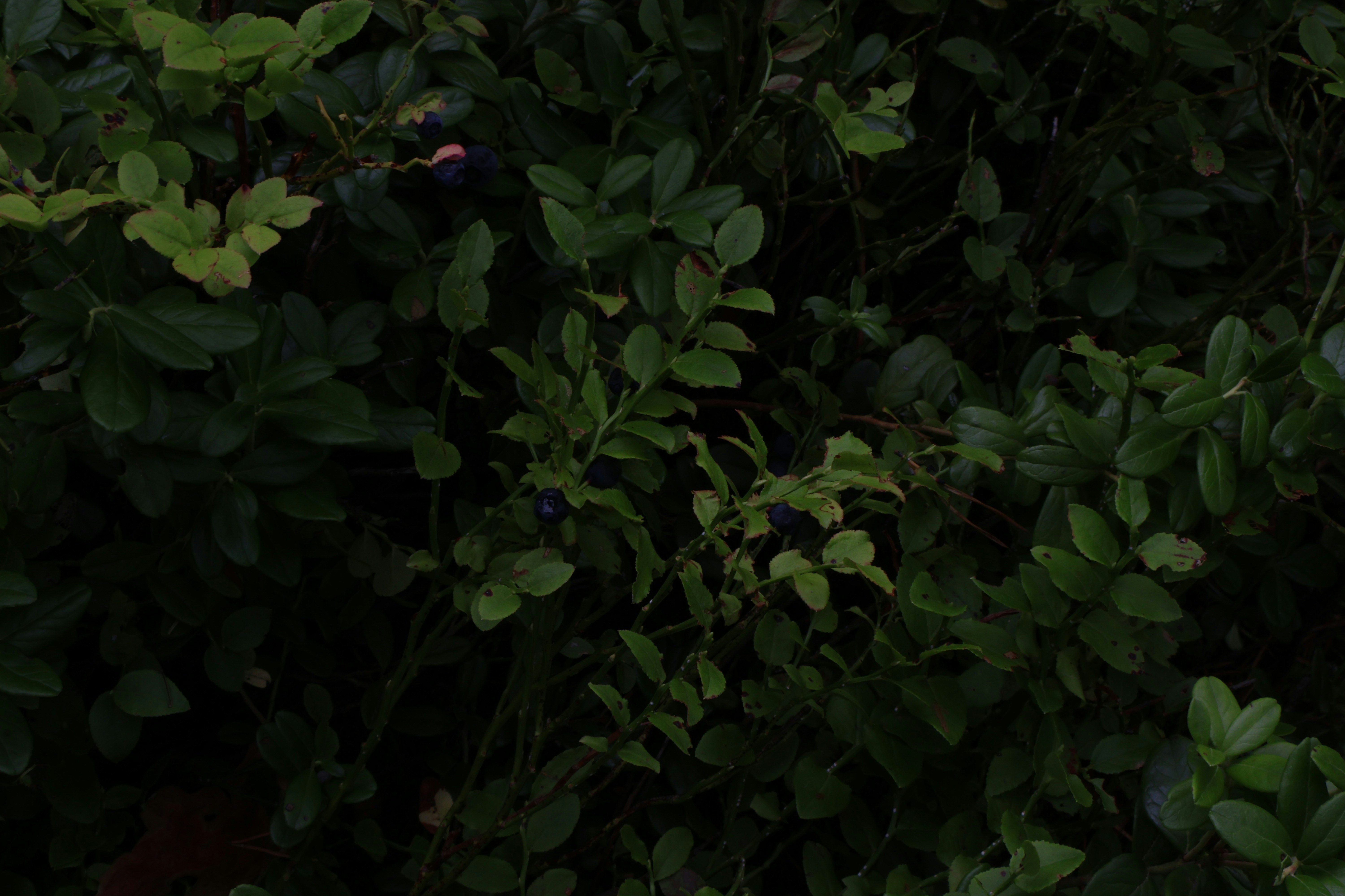 Hidden Emerald Understory