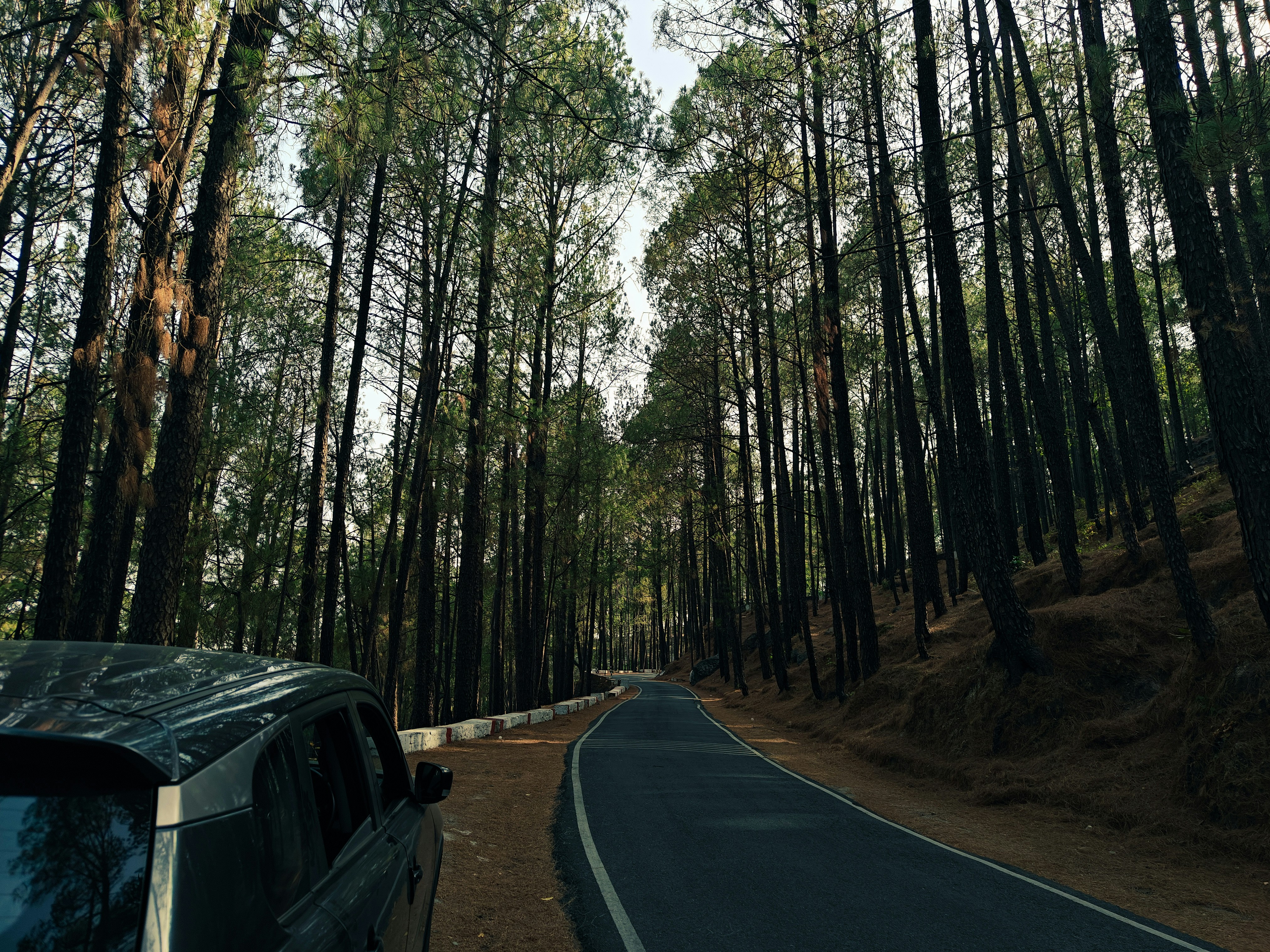 Midway Descent: A Forested Road Unfolds Along a Quiet Mountain Path