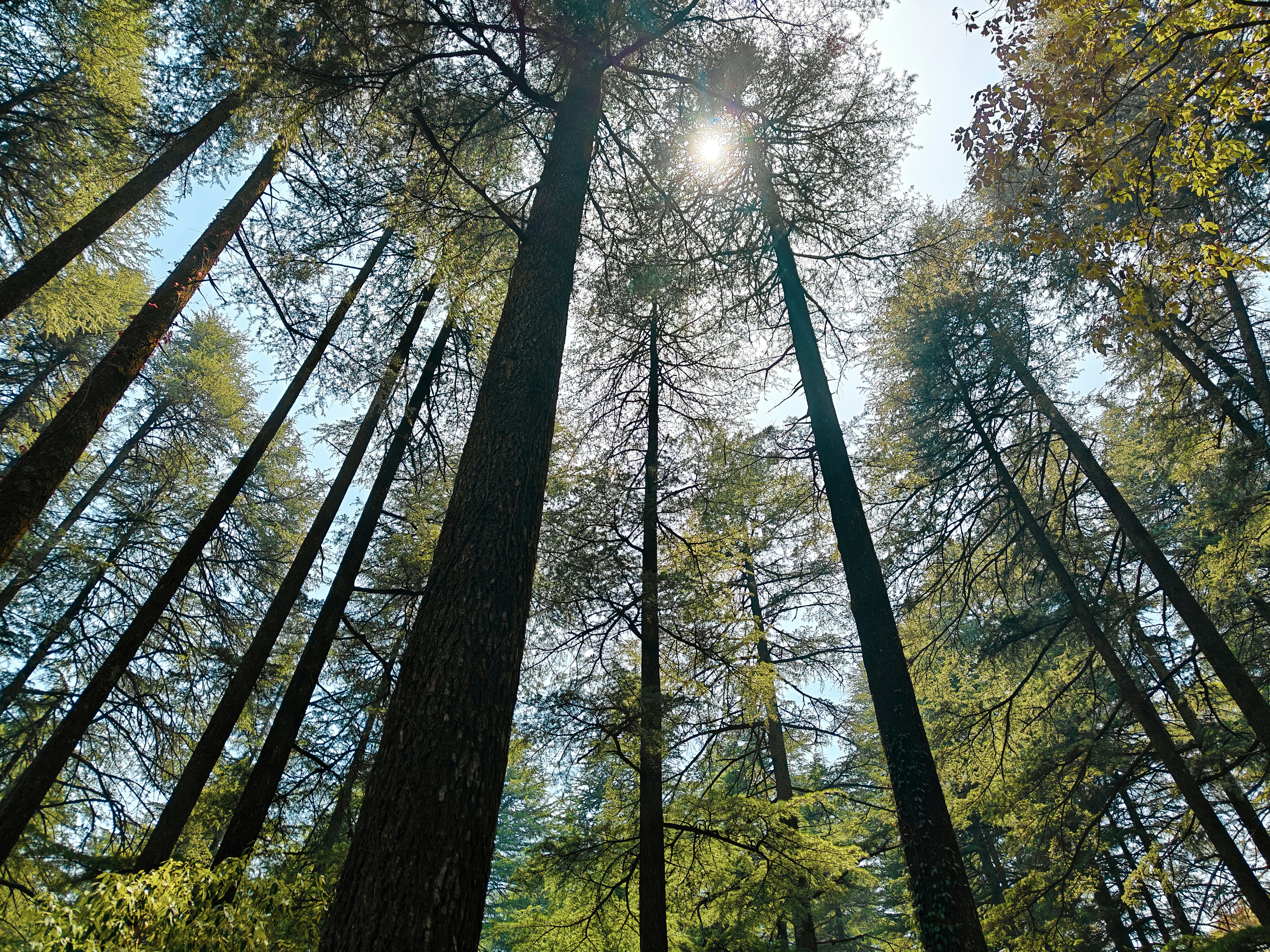 Sunlit Spires: A Living Skyward Forest