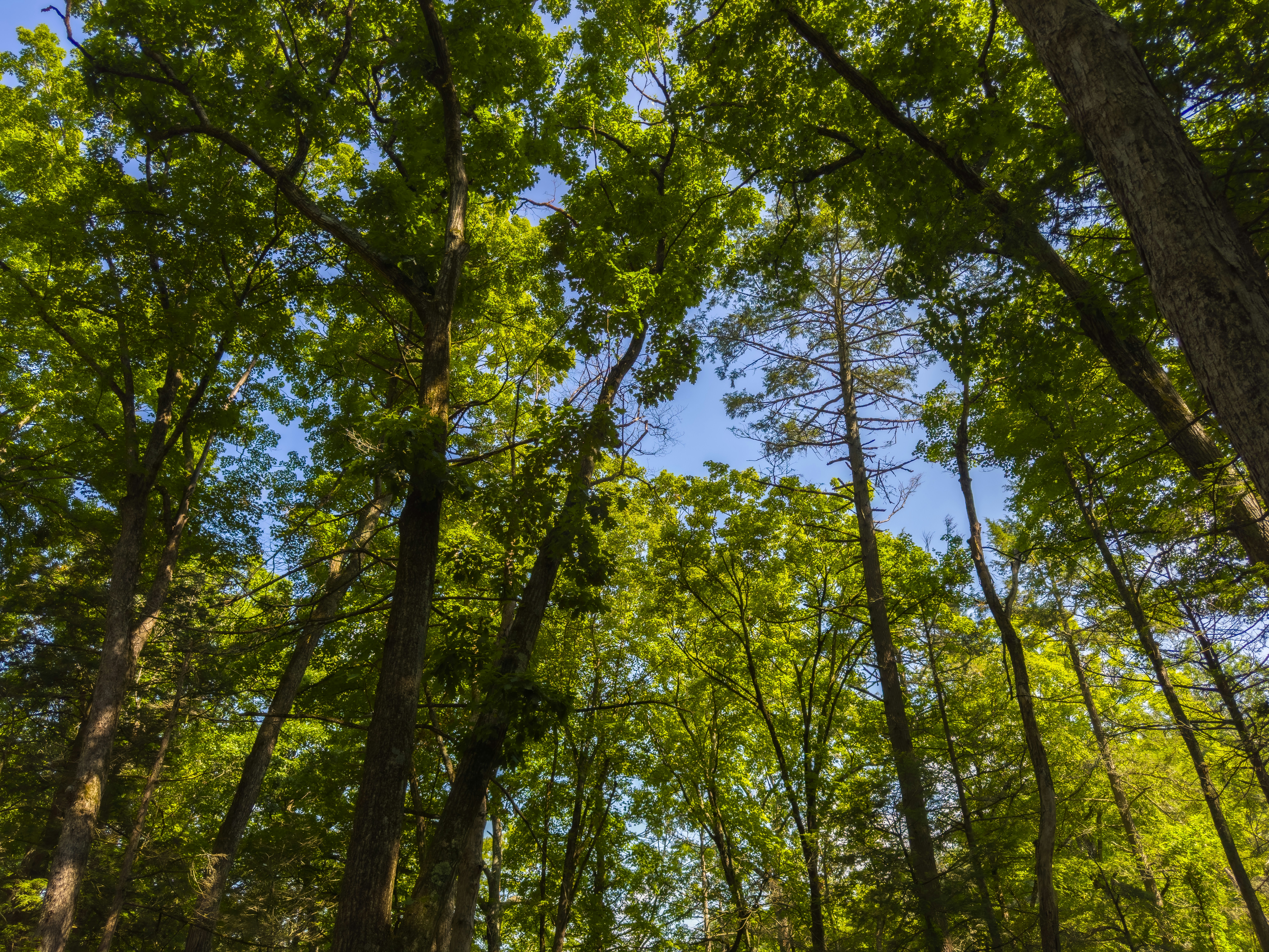 Sun-dappled forest canopy with tall trunks and vibrant green leaves against a clear blue sky, captured from a low angle to emphasize verticality and depth.
