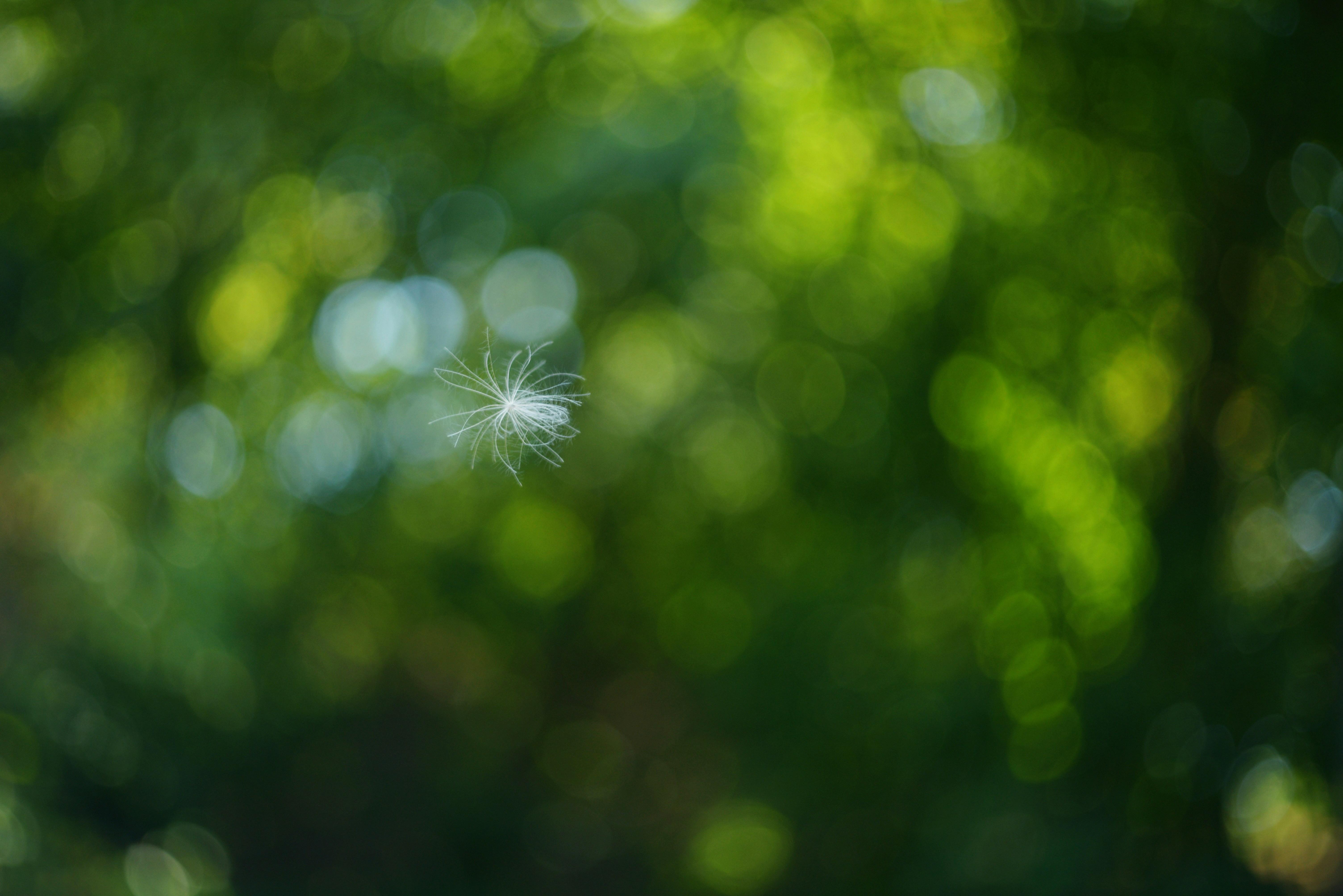 Floating seed in a sunlit green bokeh garden
