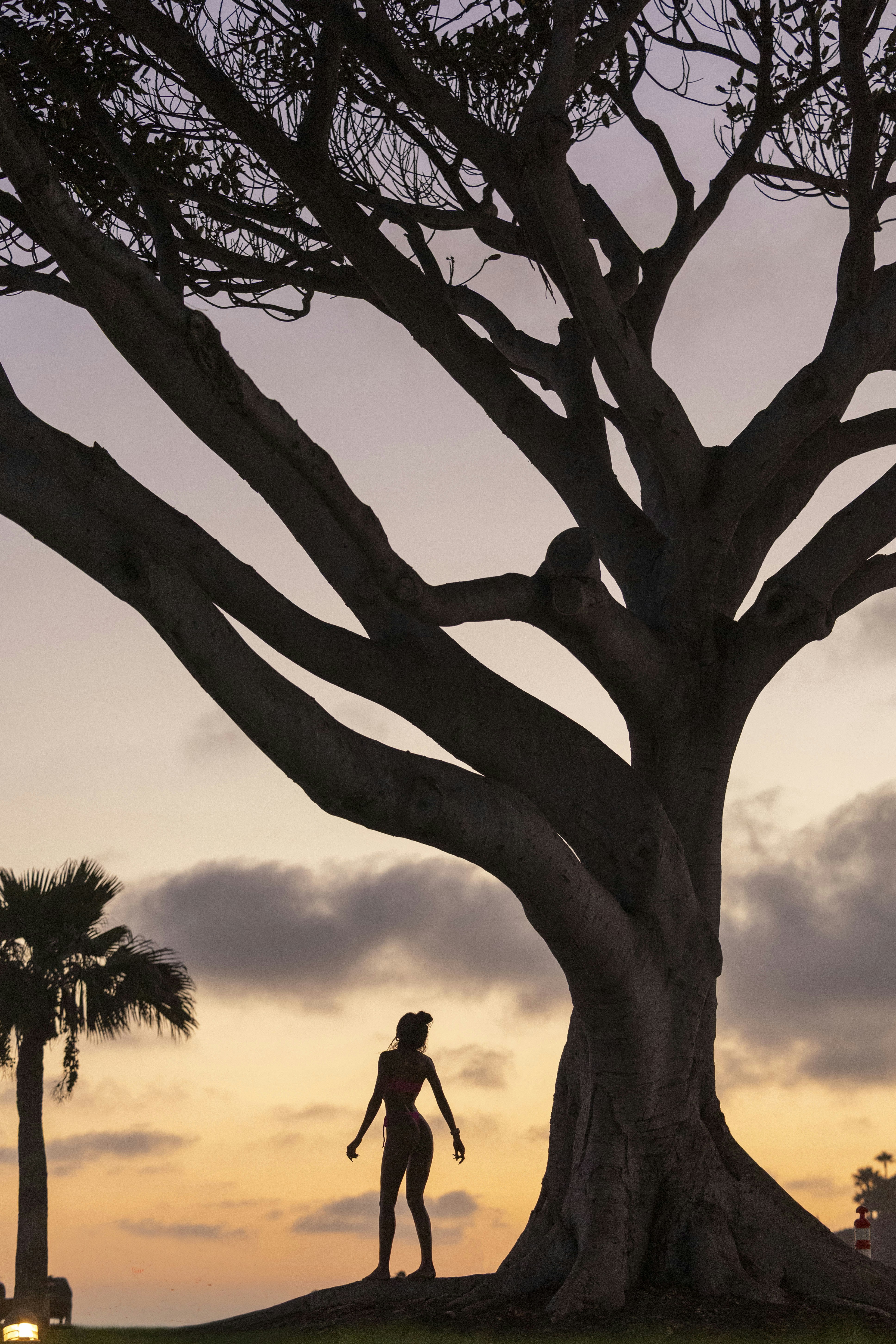Silhouette Dance Beneath an Ancient Bough