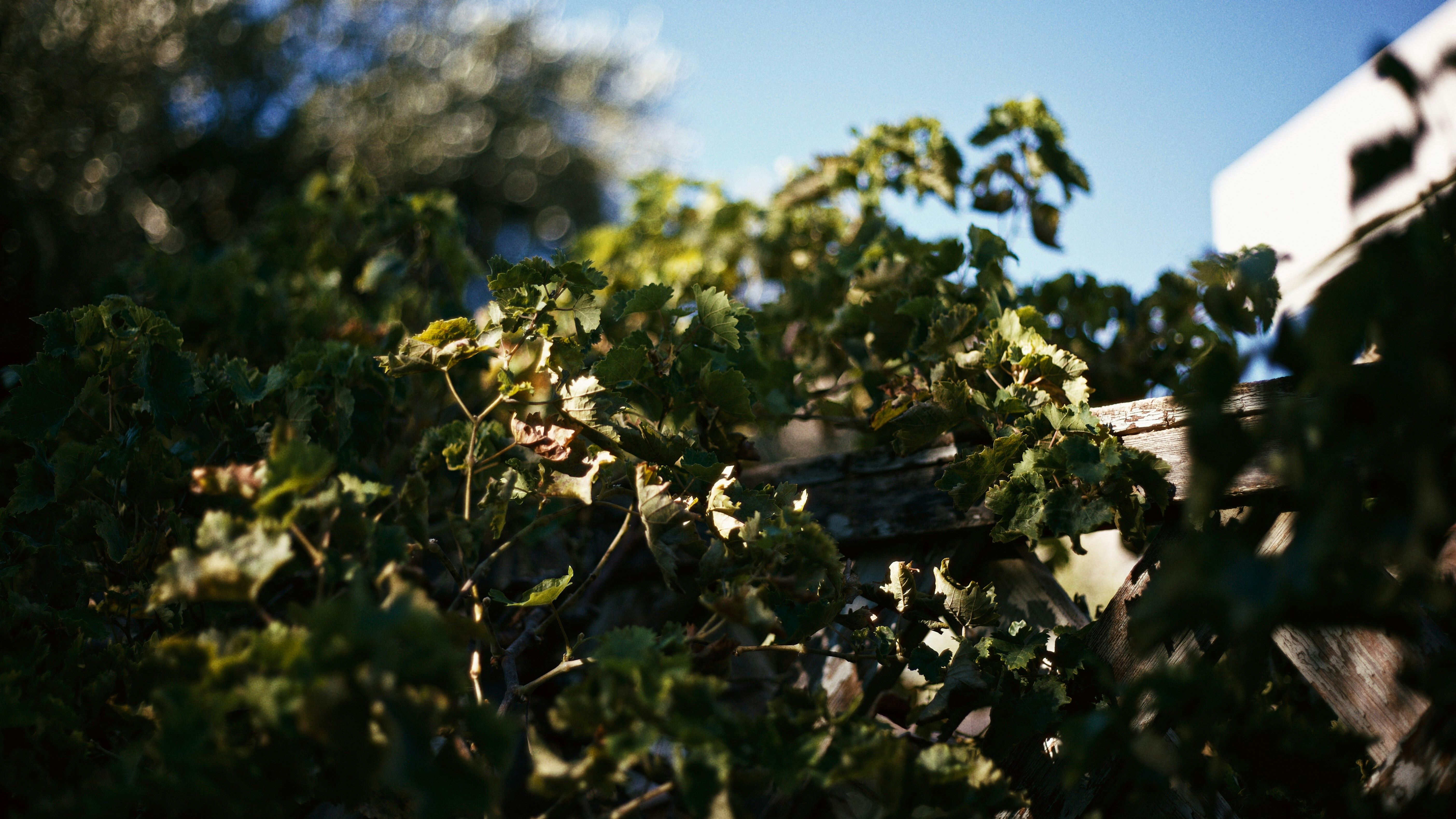 Sunlit grapevine canopy under a clear sky