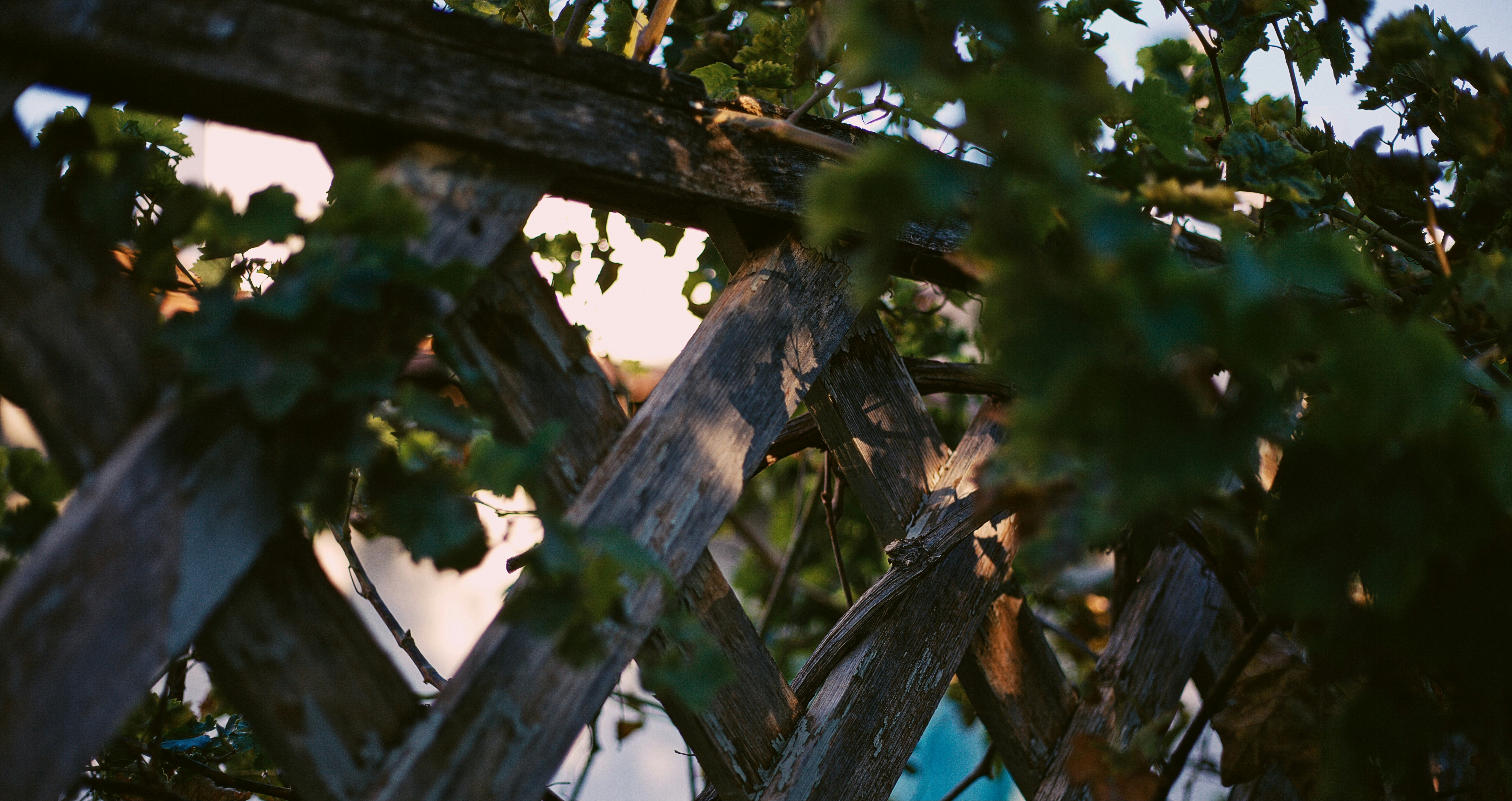 Sunlit lattice veils and weathered wood