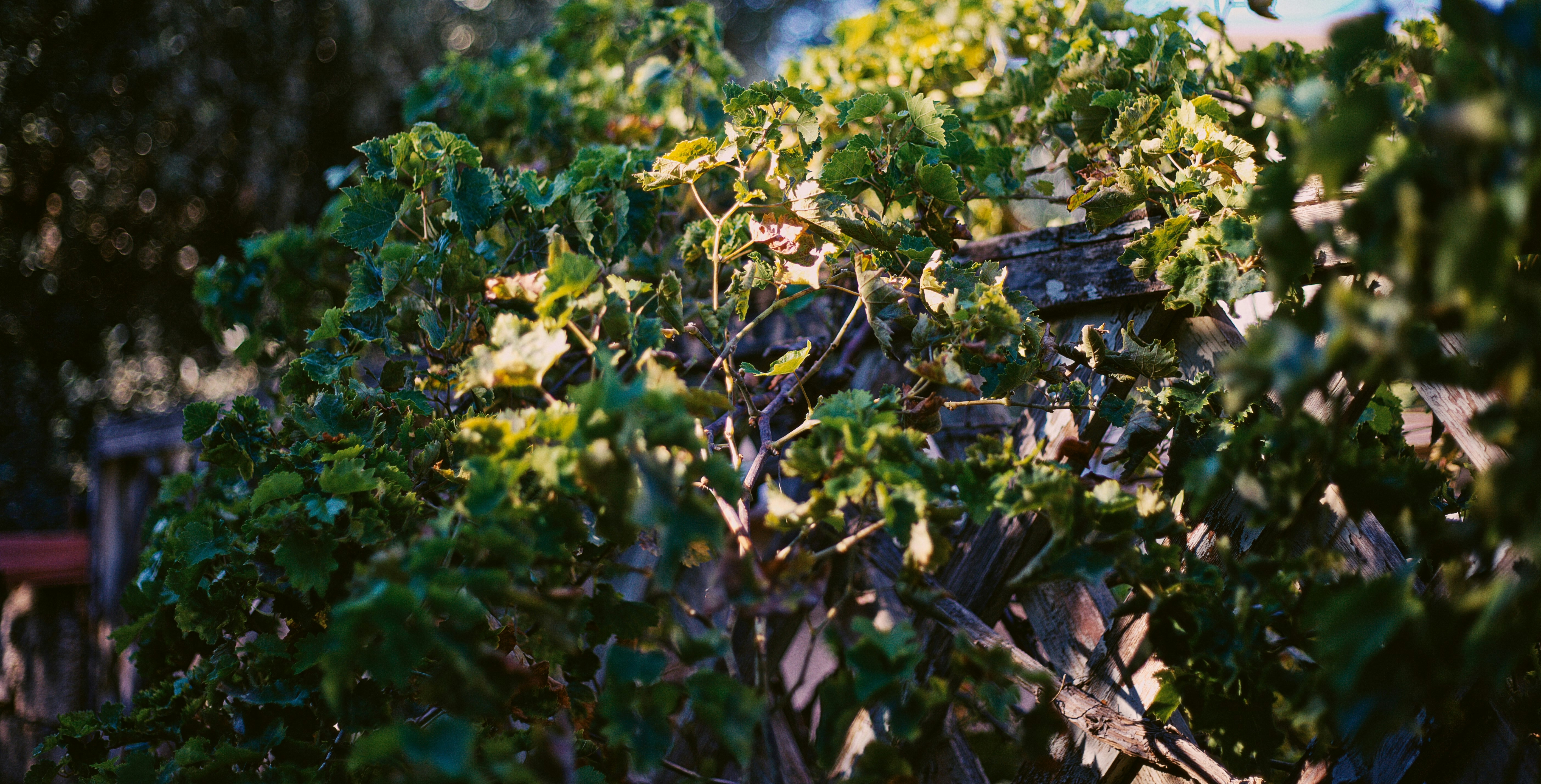 Sunlit Vines over Weathered Wood