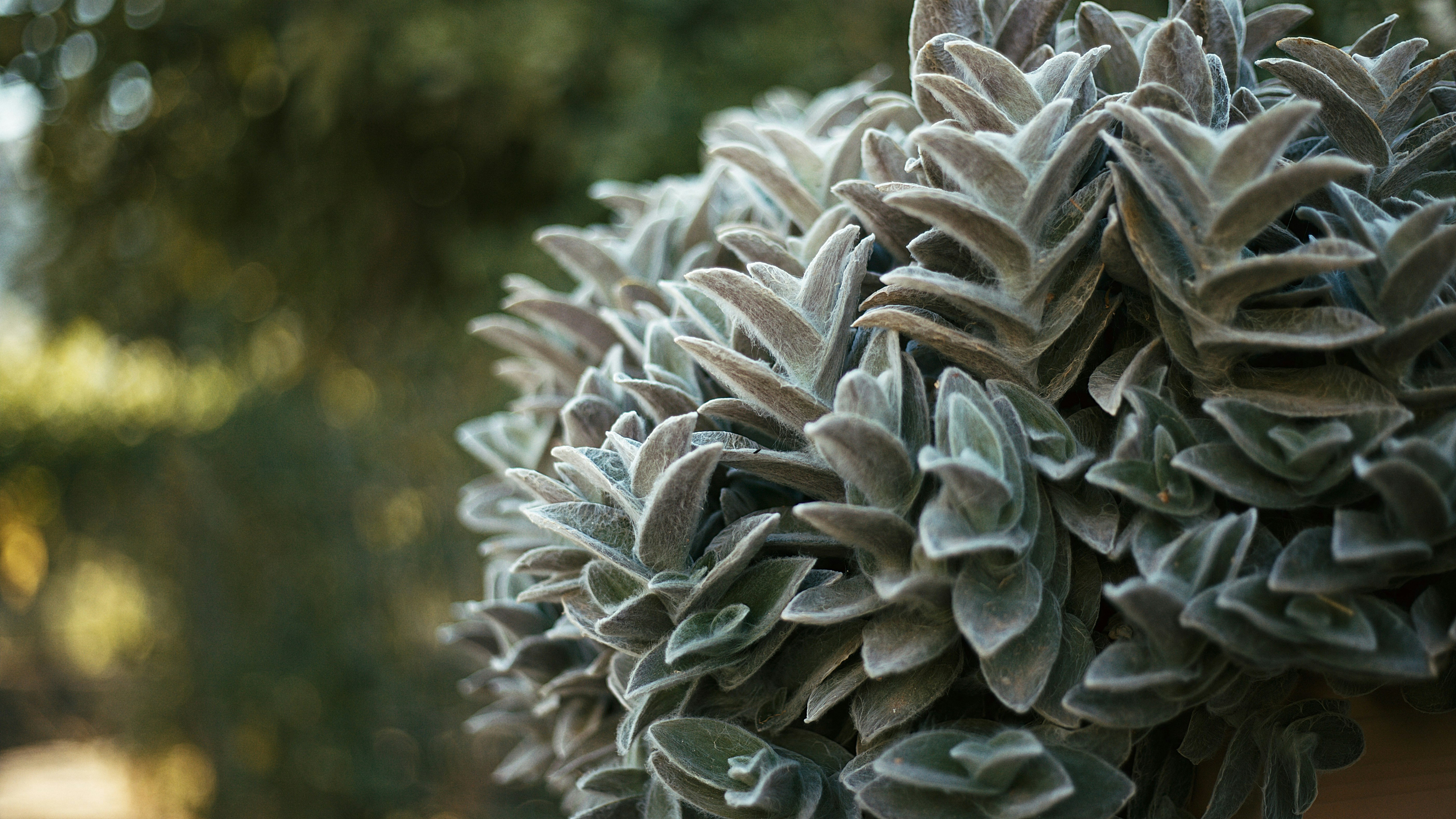 Frost-kissed Succulent Globe