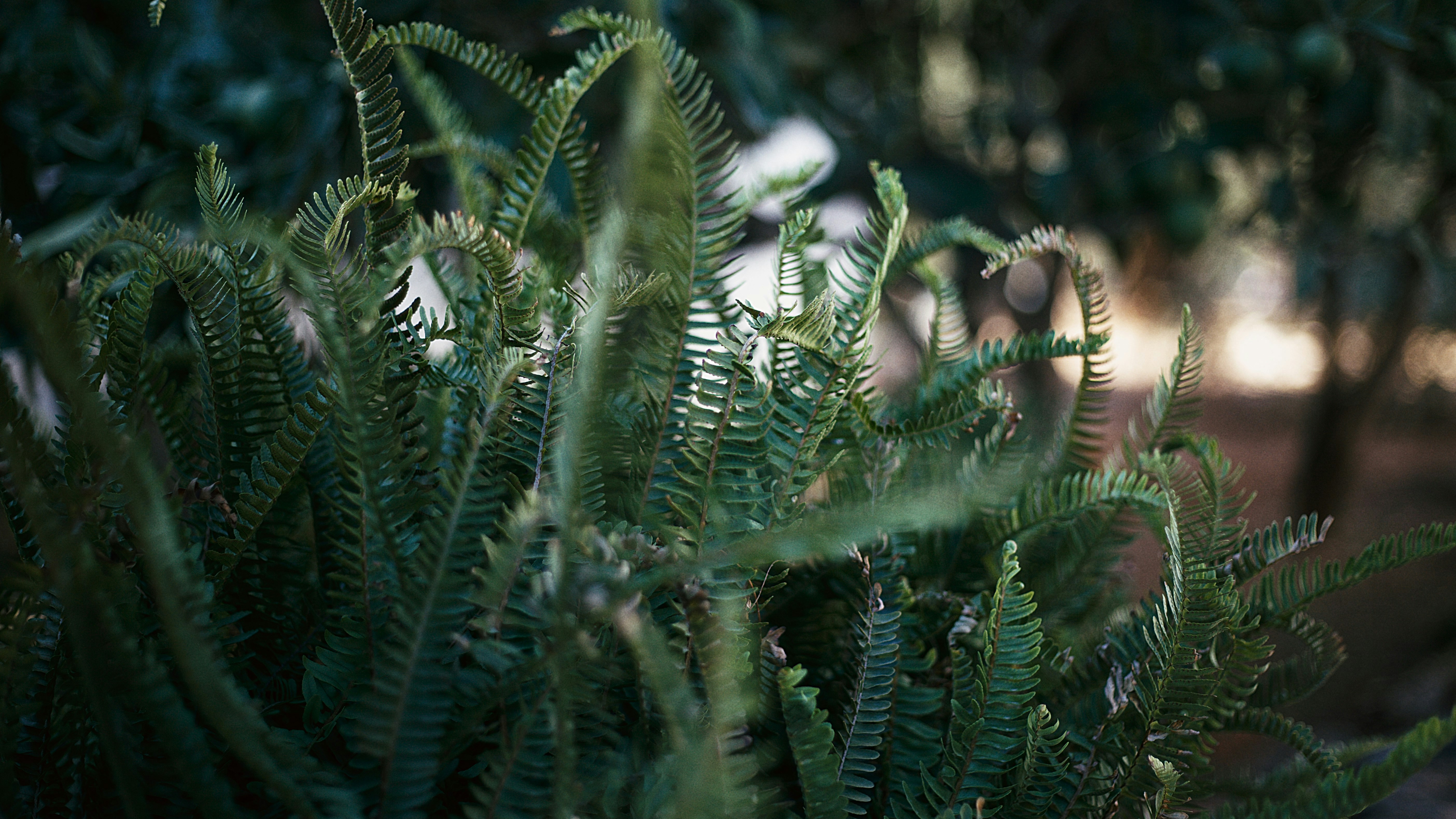 Hidden Fern Choir in Dappled Light