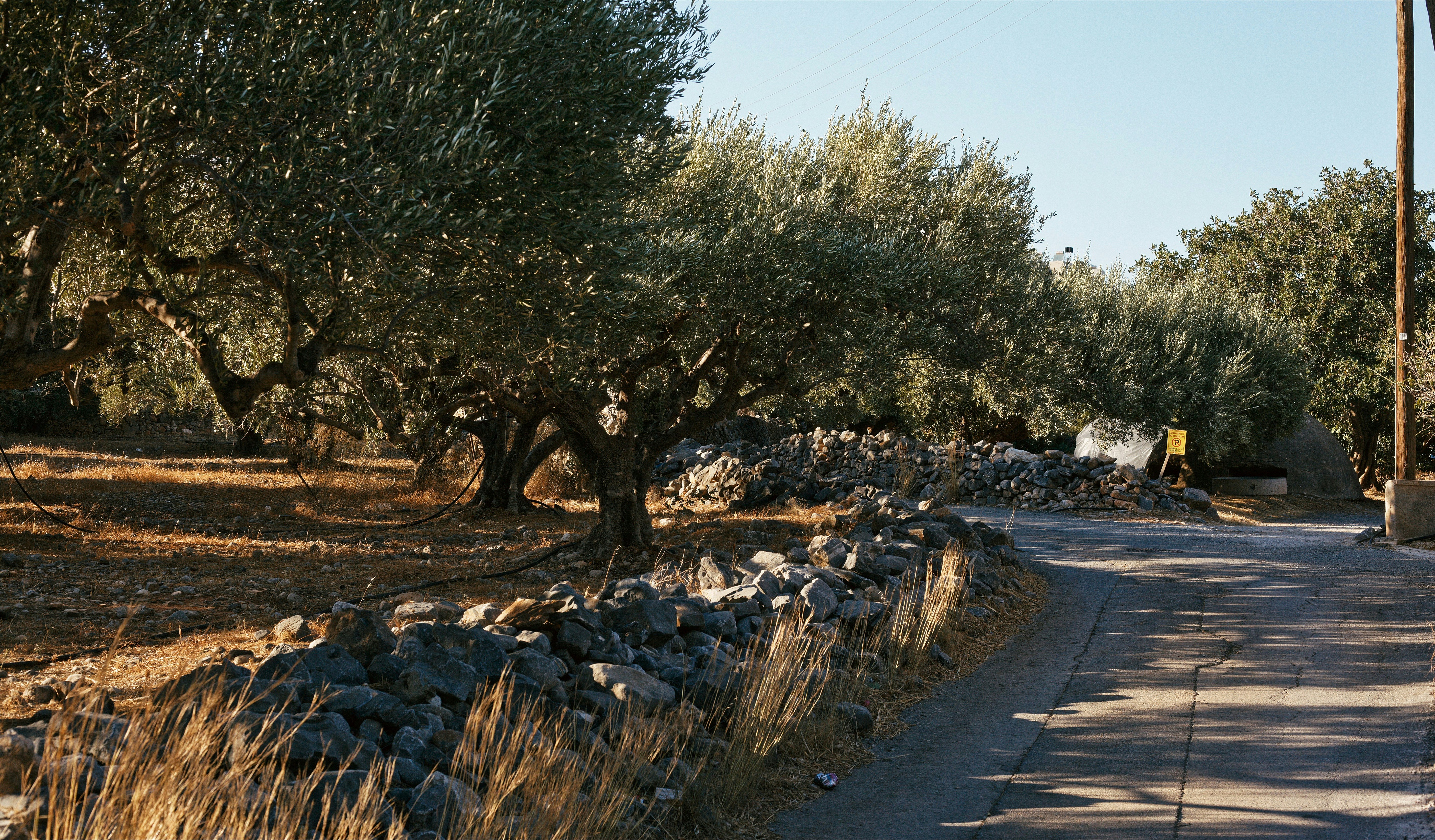 Olive Pathway: Sunlit Road Winding Through Gnarled Trees