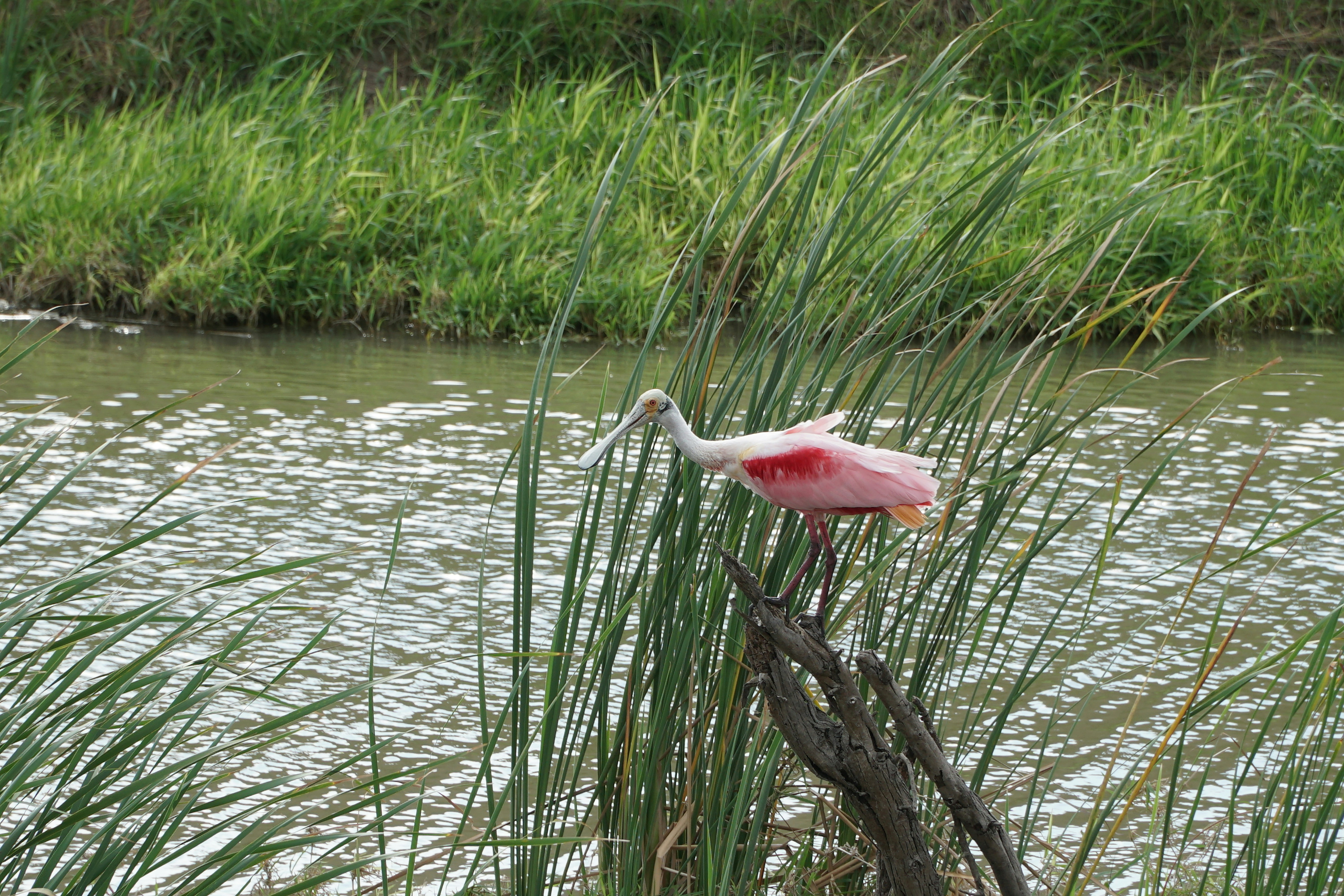Perched Rose-Hued Heron Among River Reeds