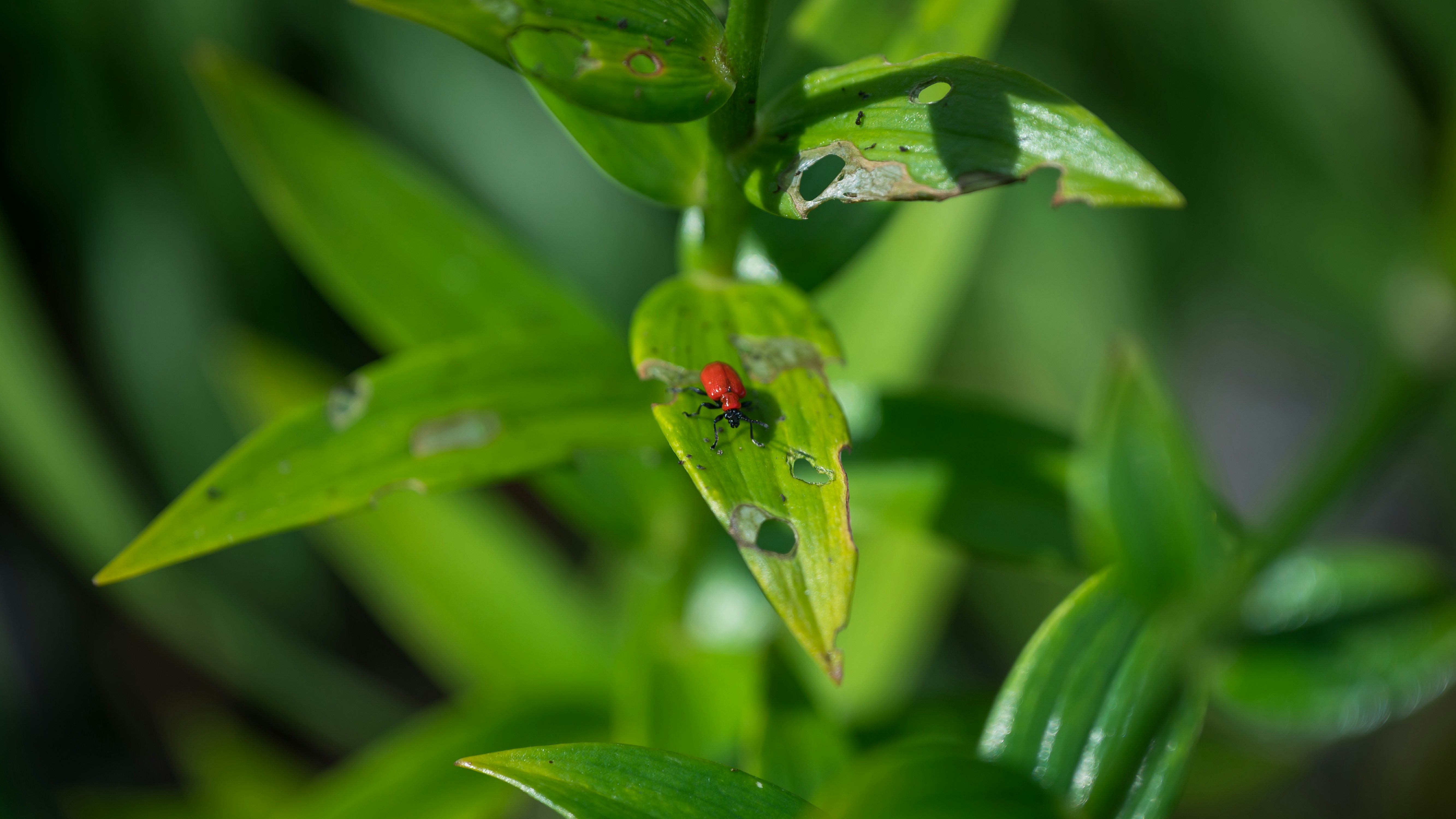 Tiny Red Visitor on a Verdant Leaf