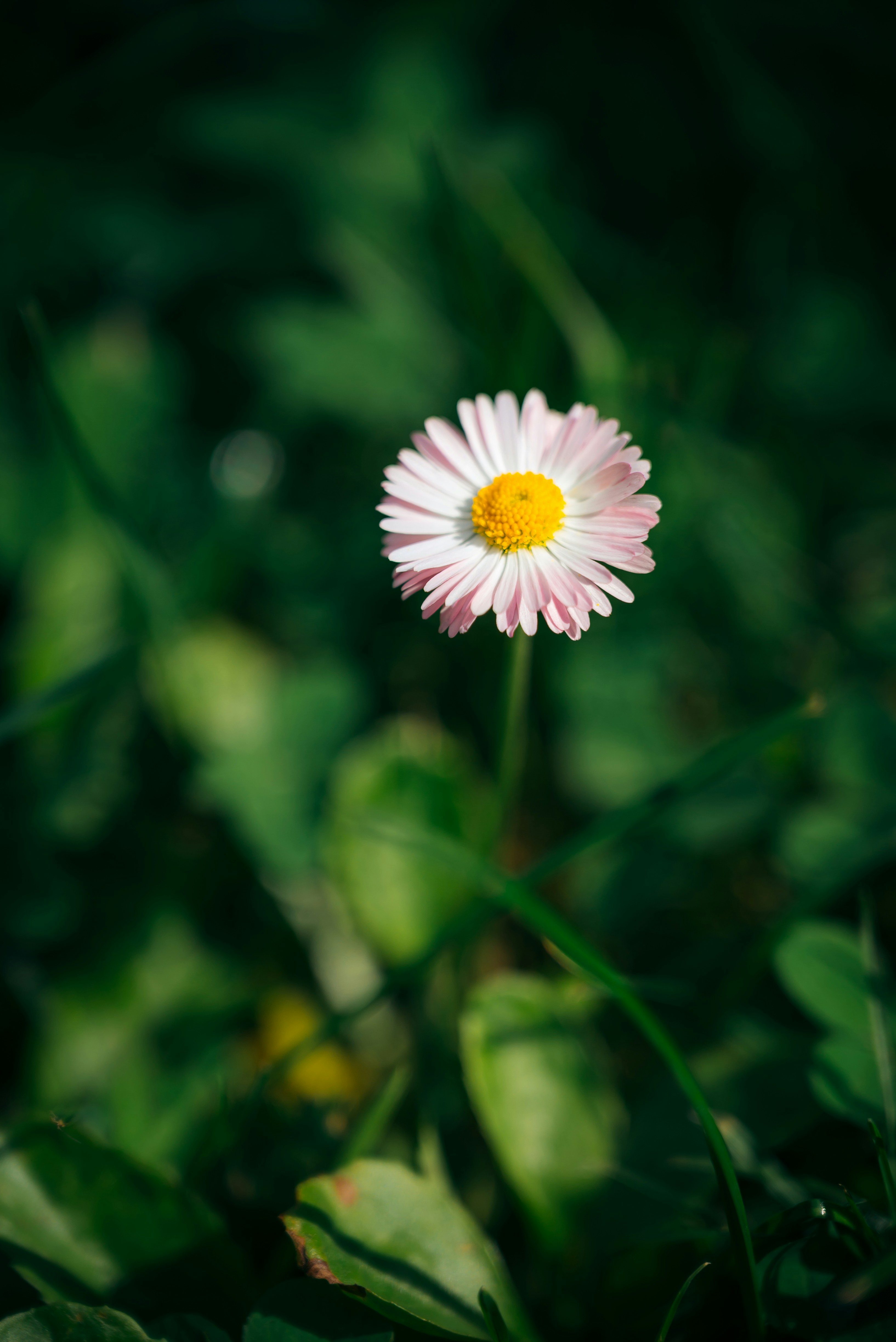 A lone Daisy Crowned in Morning Light