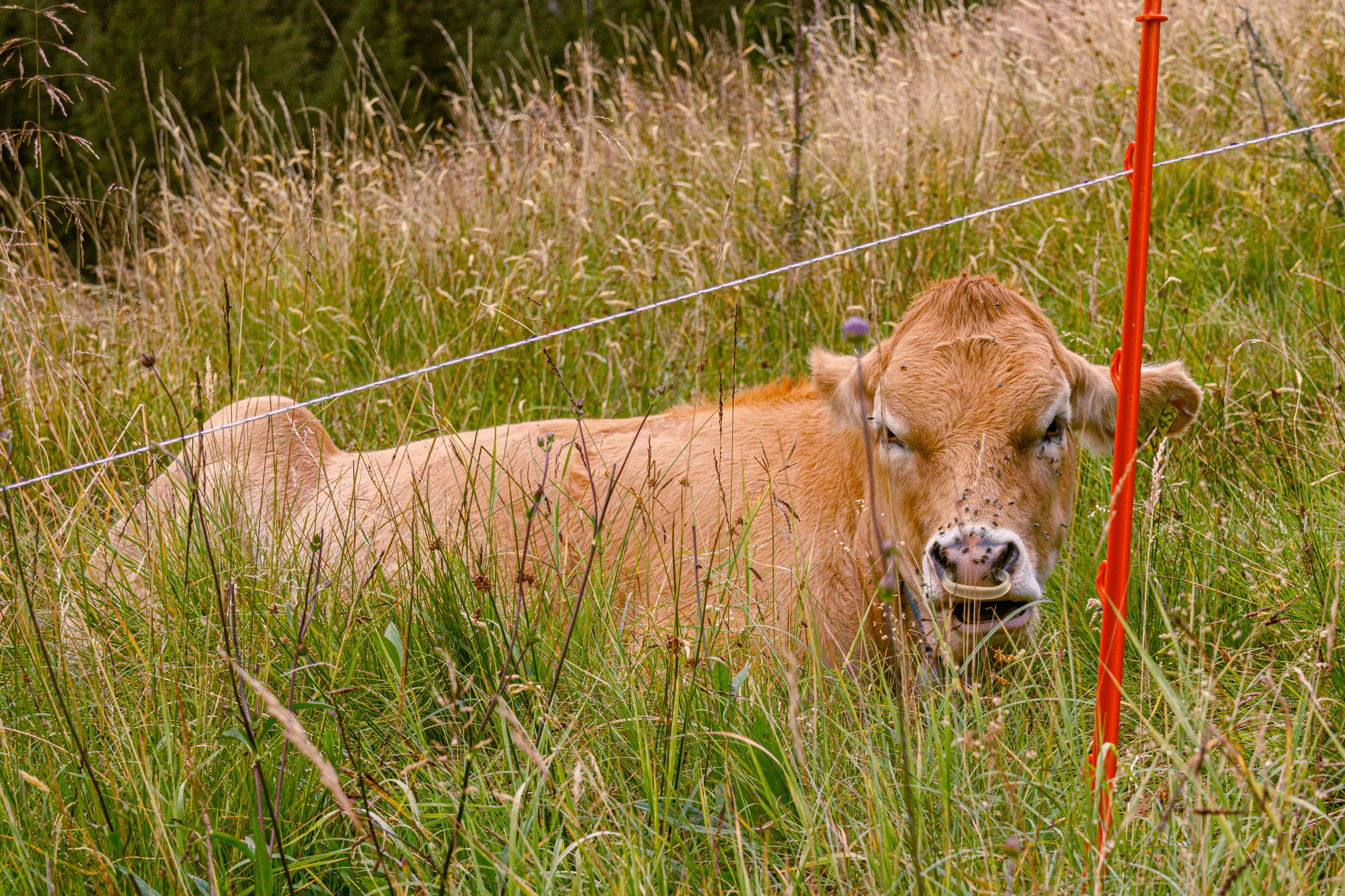 Close-Mowed Pasture: A Red-Toned Cow Resting among Tall Grass