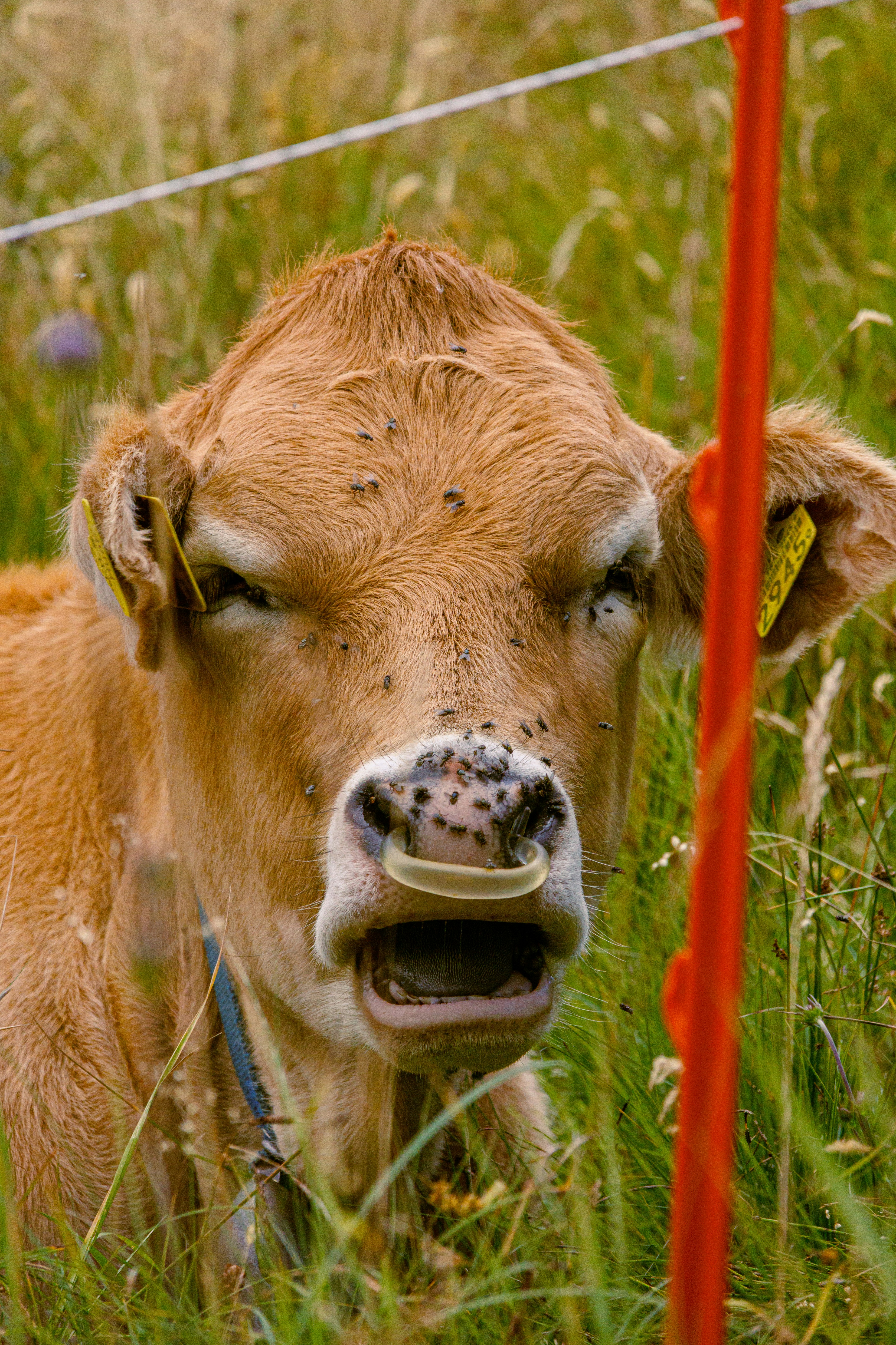 Bull in Field: Close-Up of a Curious Cow Behind Protective Fence