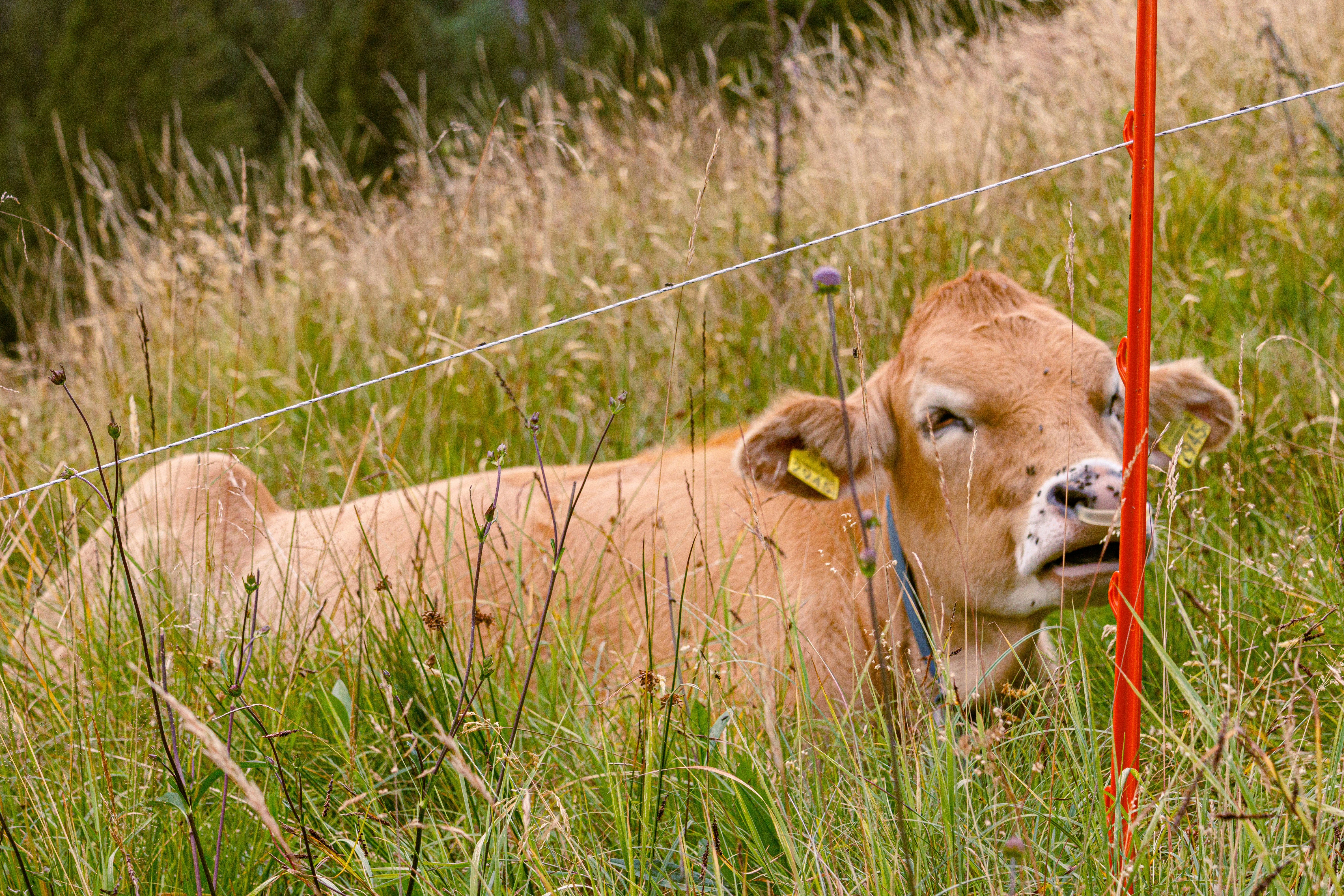 Calm Bovine Amid Orchard-Grass and Shielded by Caution Tape