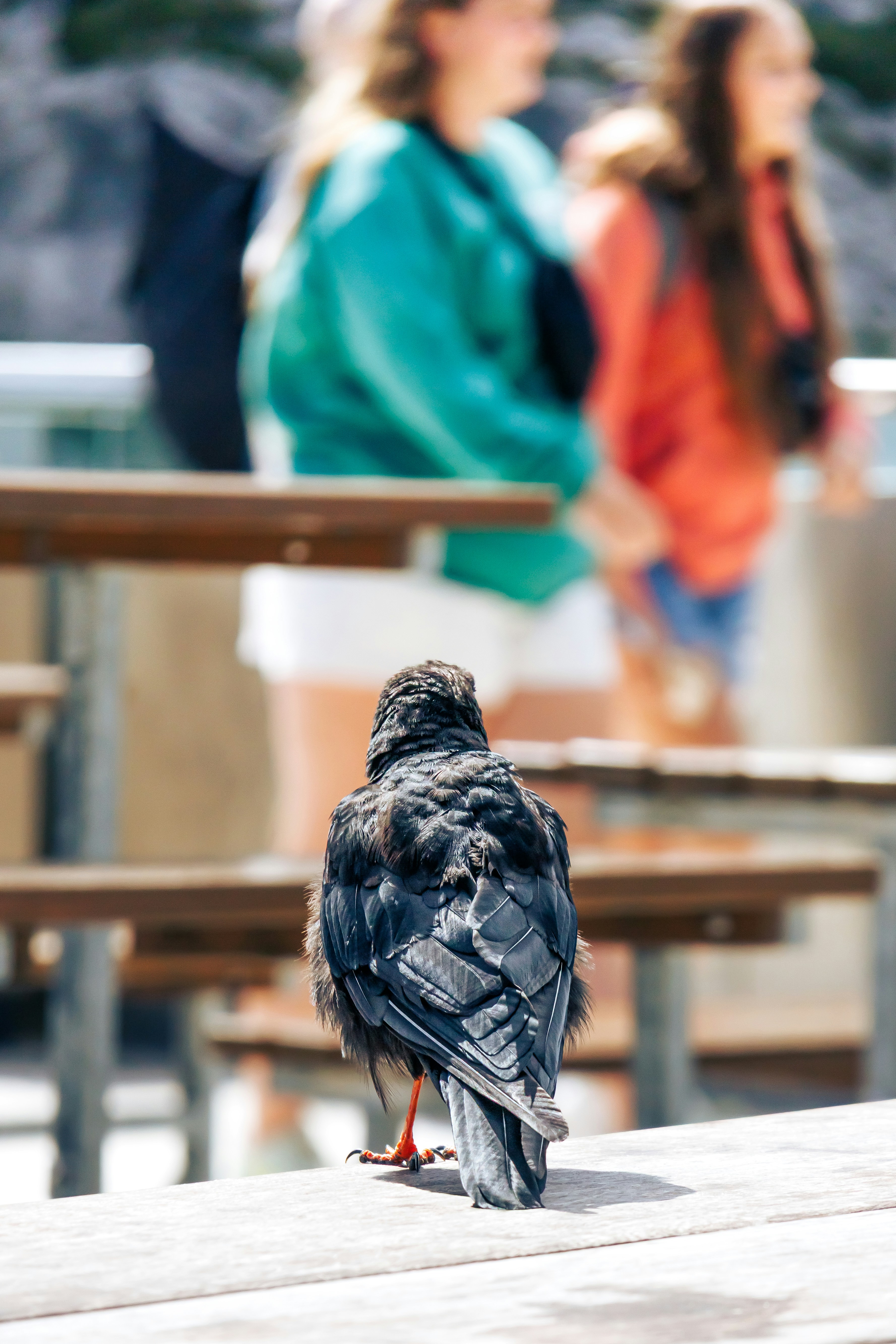 Black-feathered bird perches on a sunlit railing with blurred parkgoers in the background