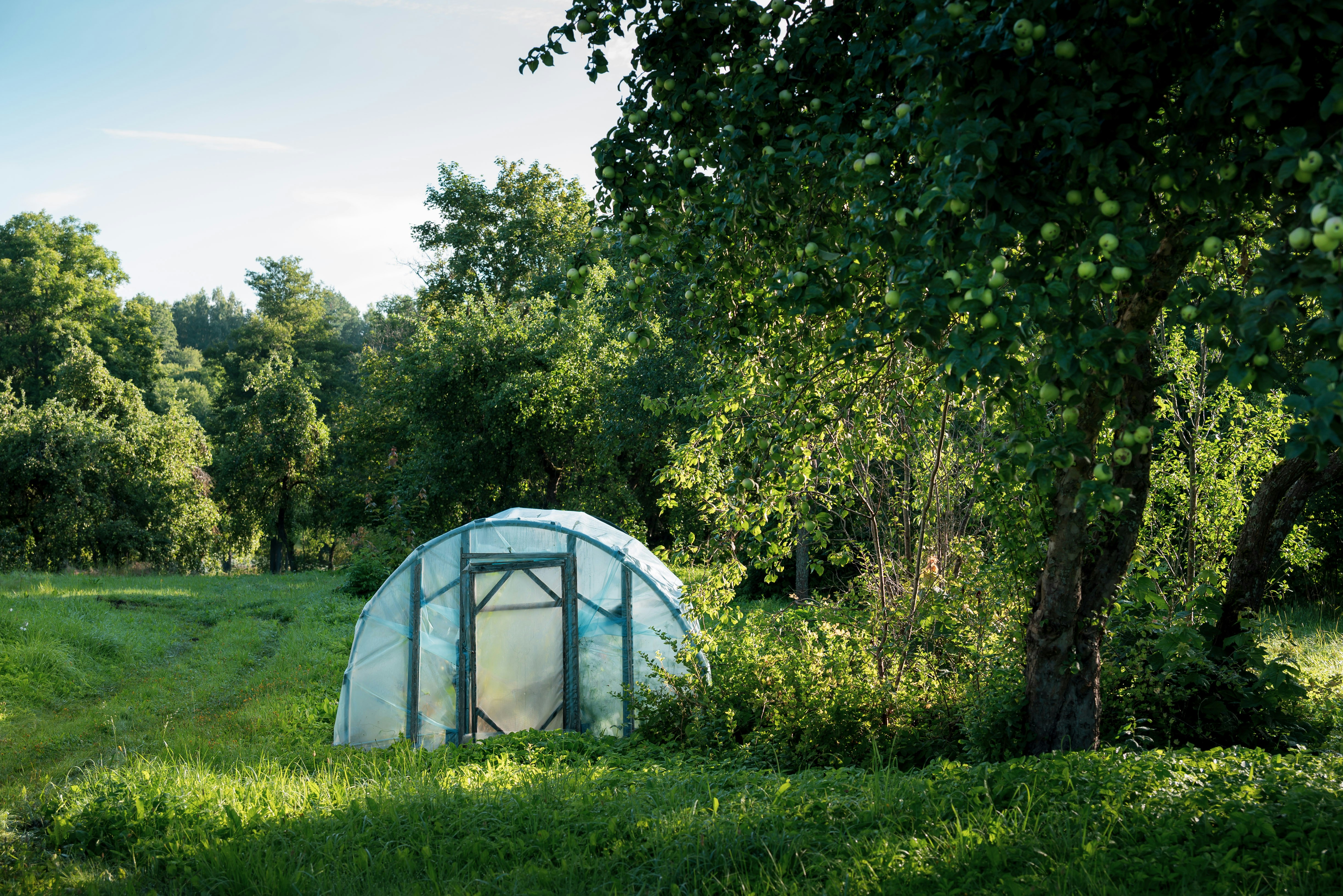 A small curved greenhouse sits in a sunlit clearing amid trees and tall grass, inviting a quiet walk through the garden-scape.