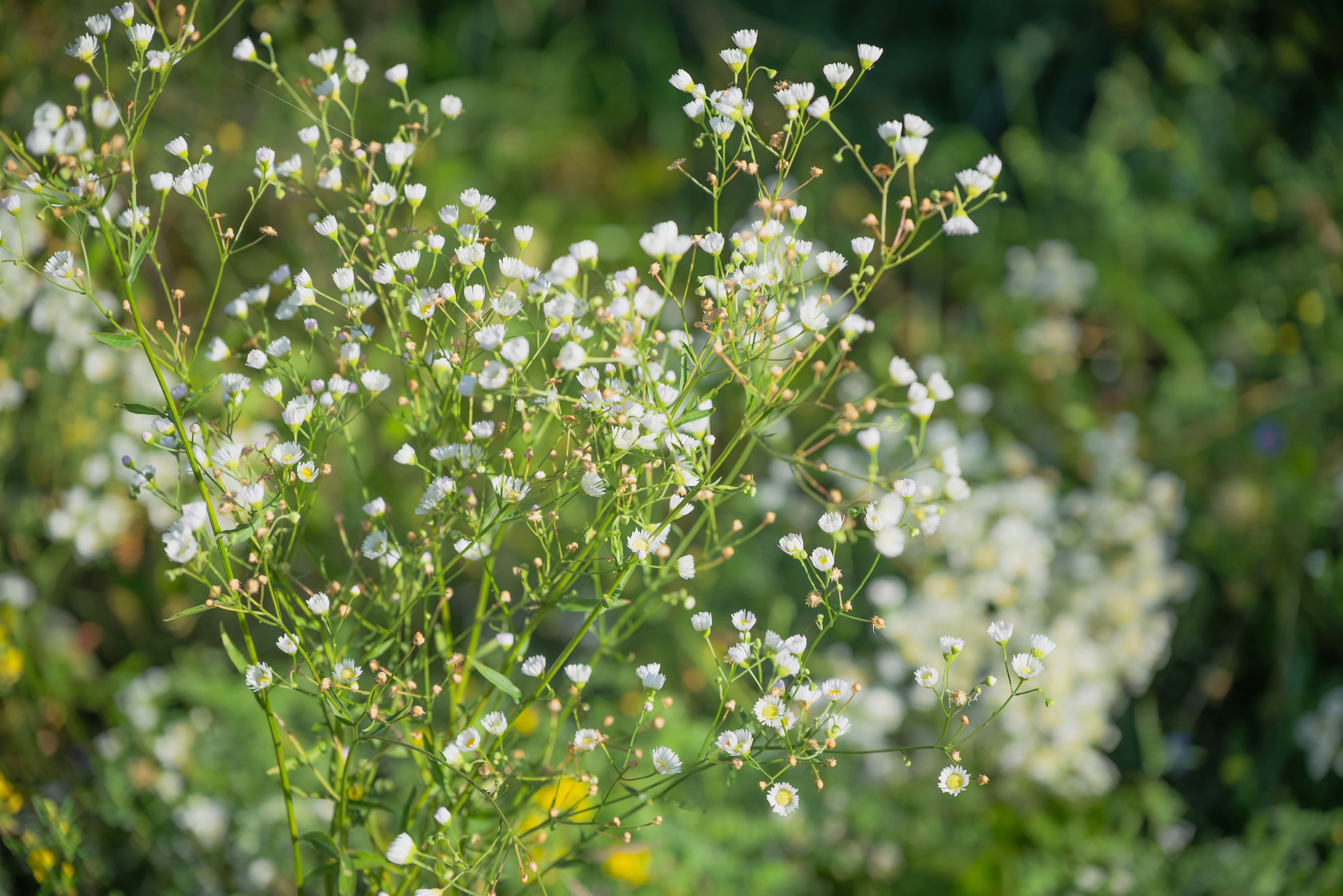 Whispers of White: a delicate bouquet in sunlit garden