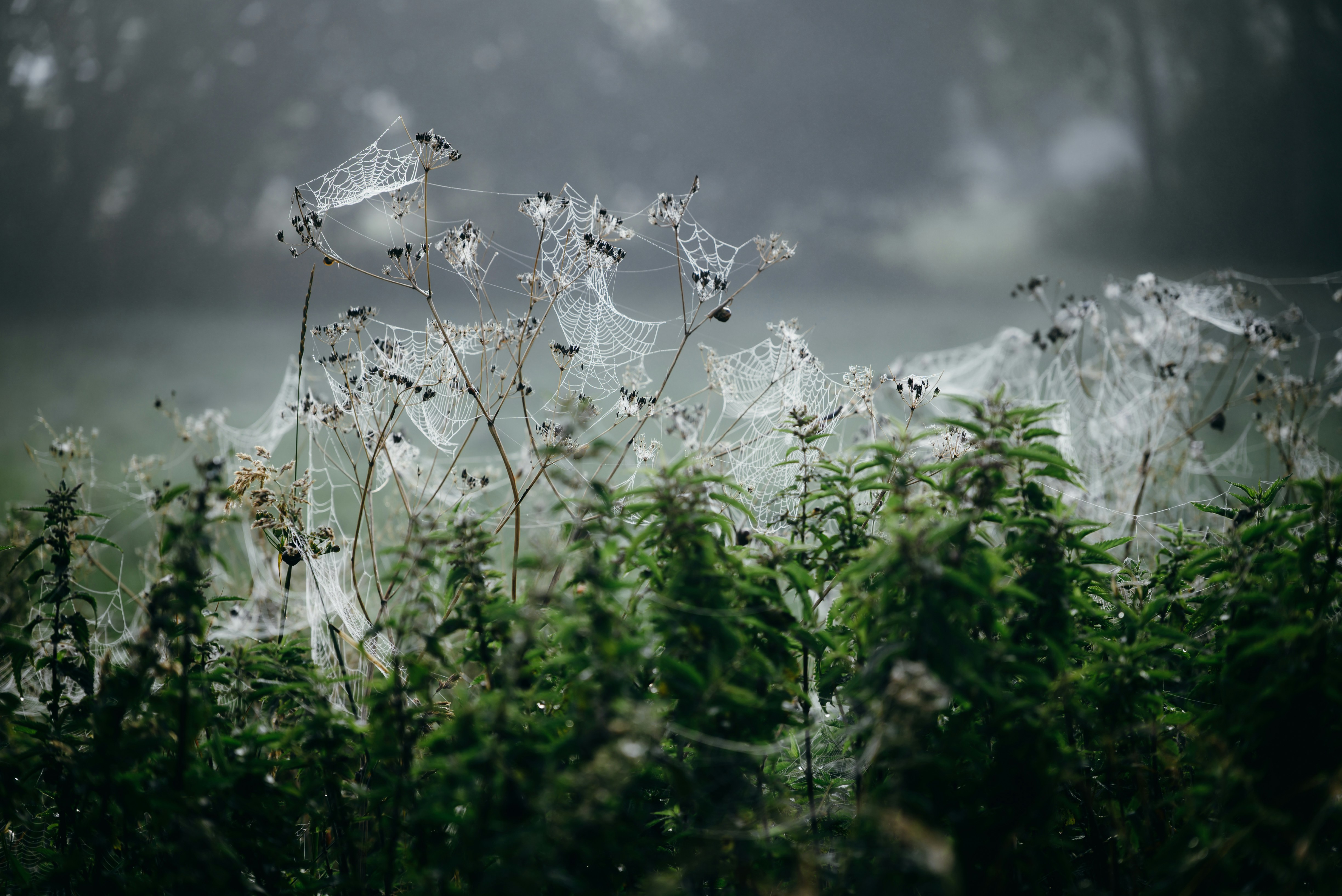 Morning Mist on Webbed Ferns