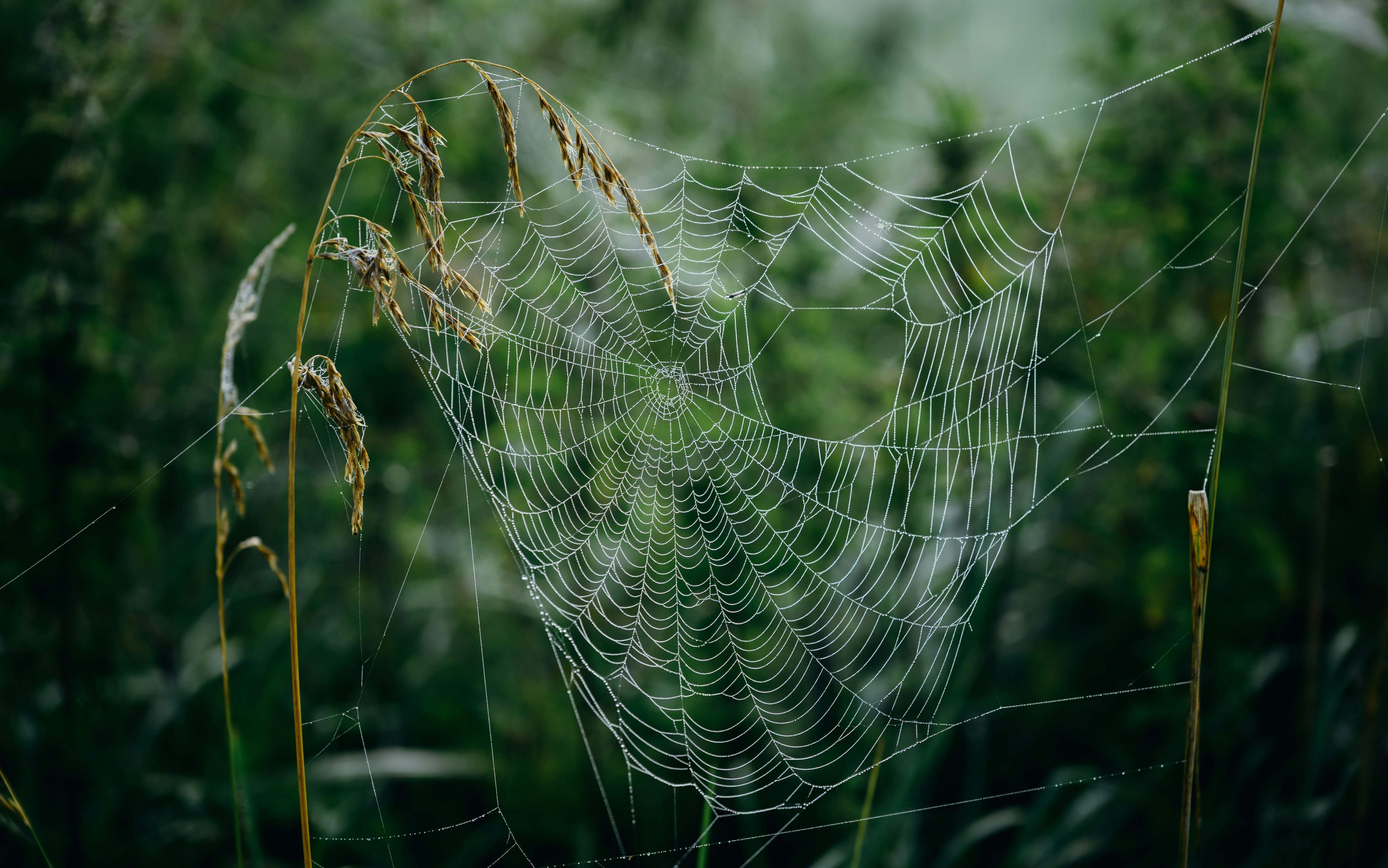Dew-Kissed Web in a Quiet Meadow