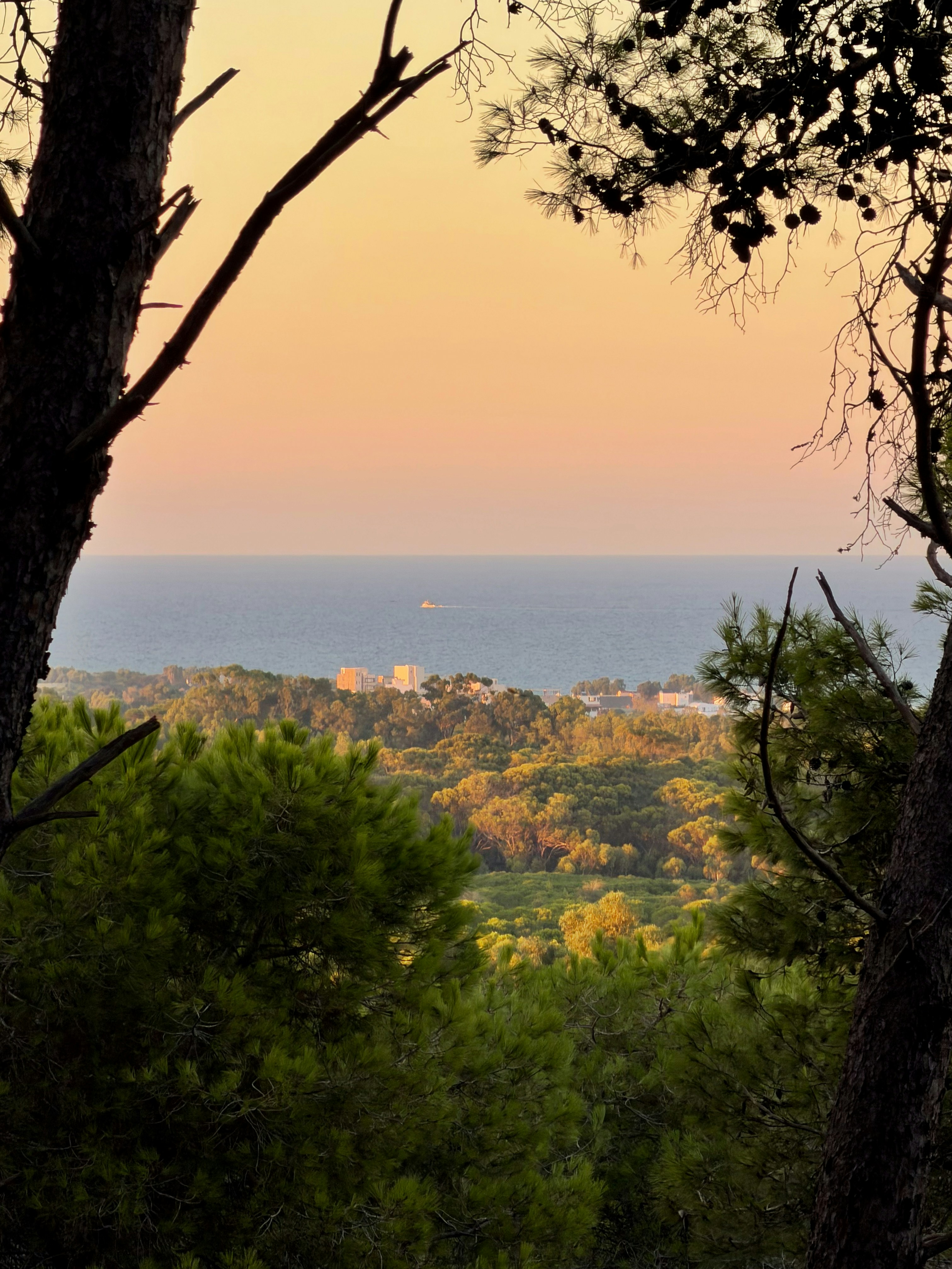 Sunset Vista Framed by Pines