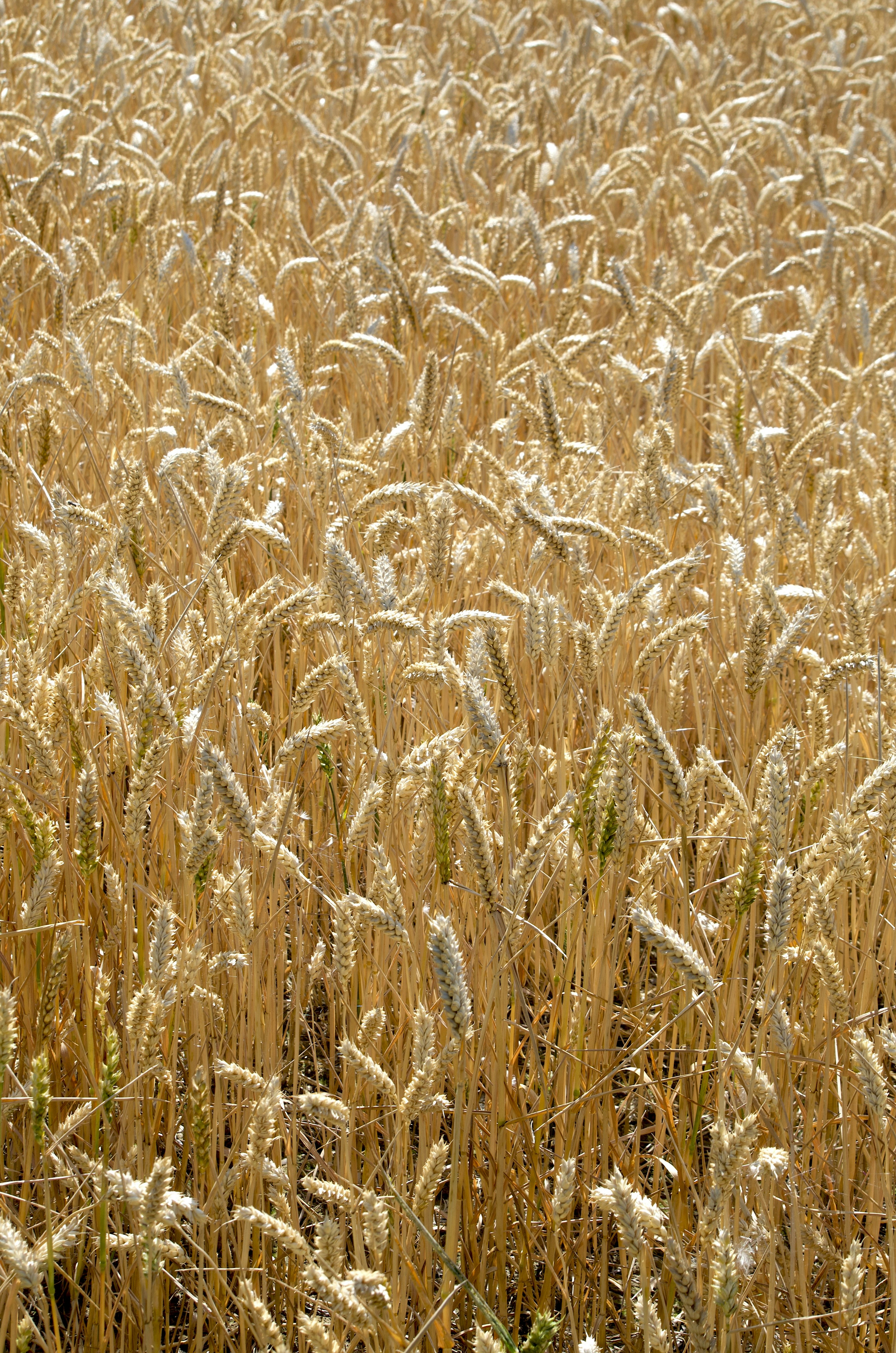 Golden Wheat Field: Sunlit Heads in a Sea of Amber