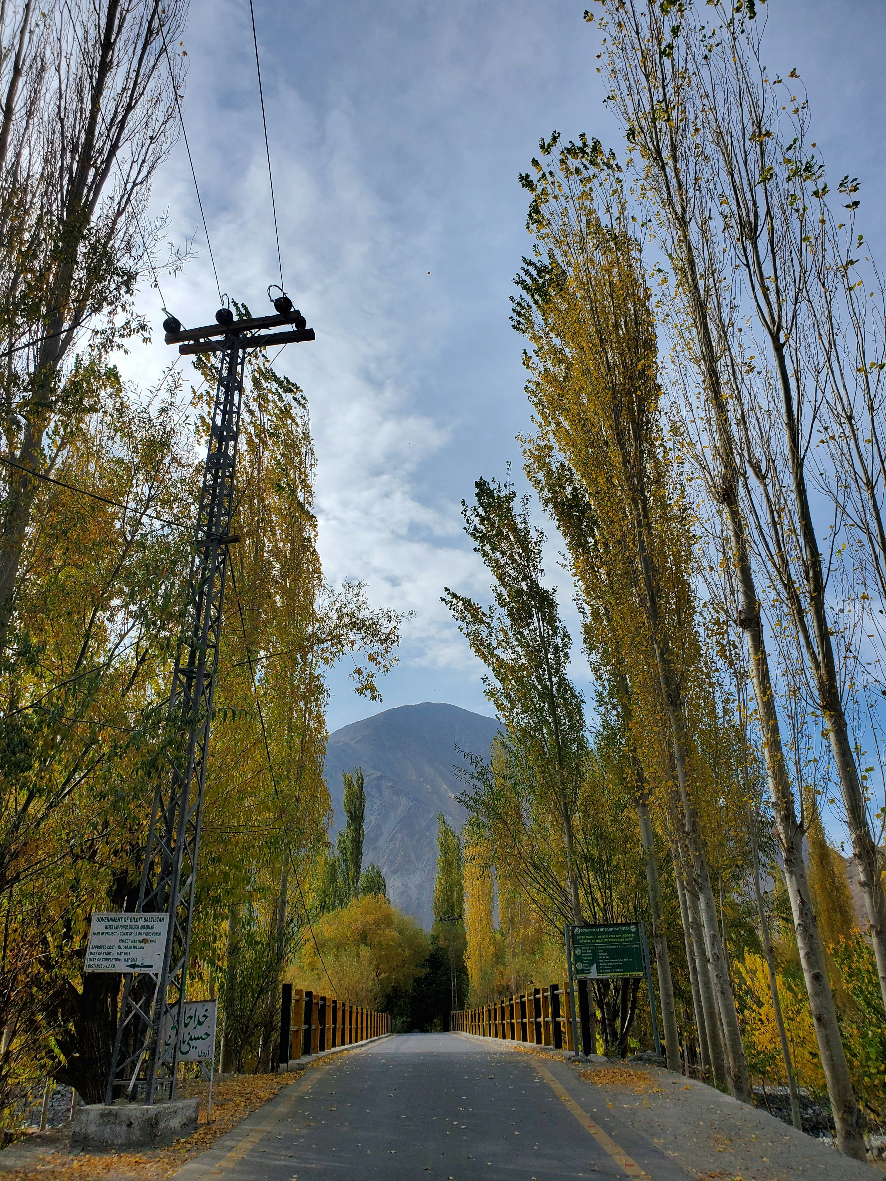 Sunlit forest lane with tall, yellowed poplars lining a paved road that leads toward a distant mountain under a bright, partly cloudy sky; a utility pole and signposts mark the foreground.