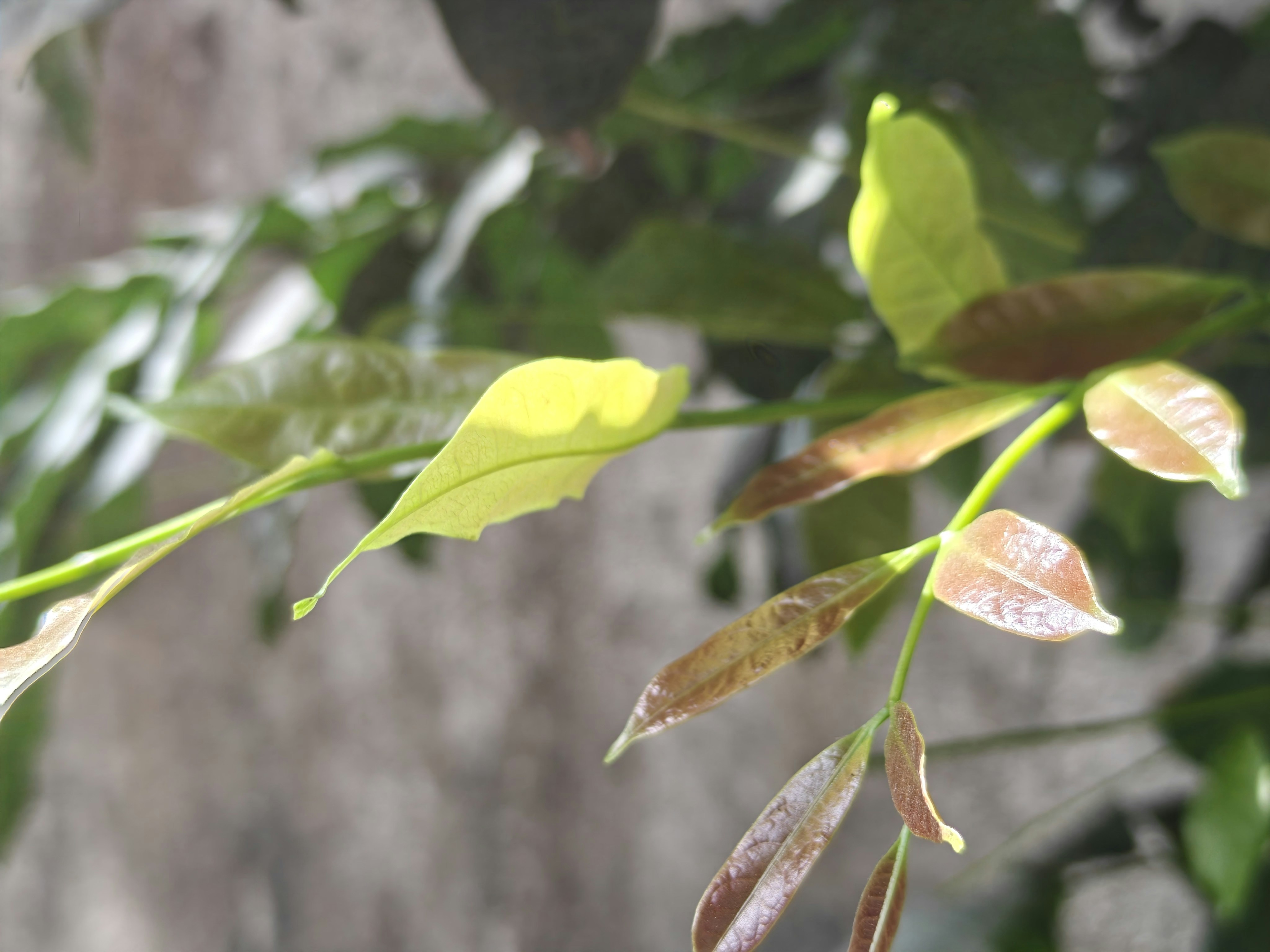 Bright Leaflets in Afternoon Light