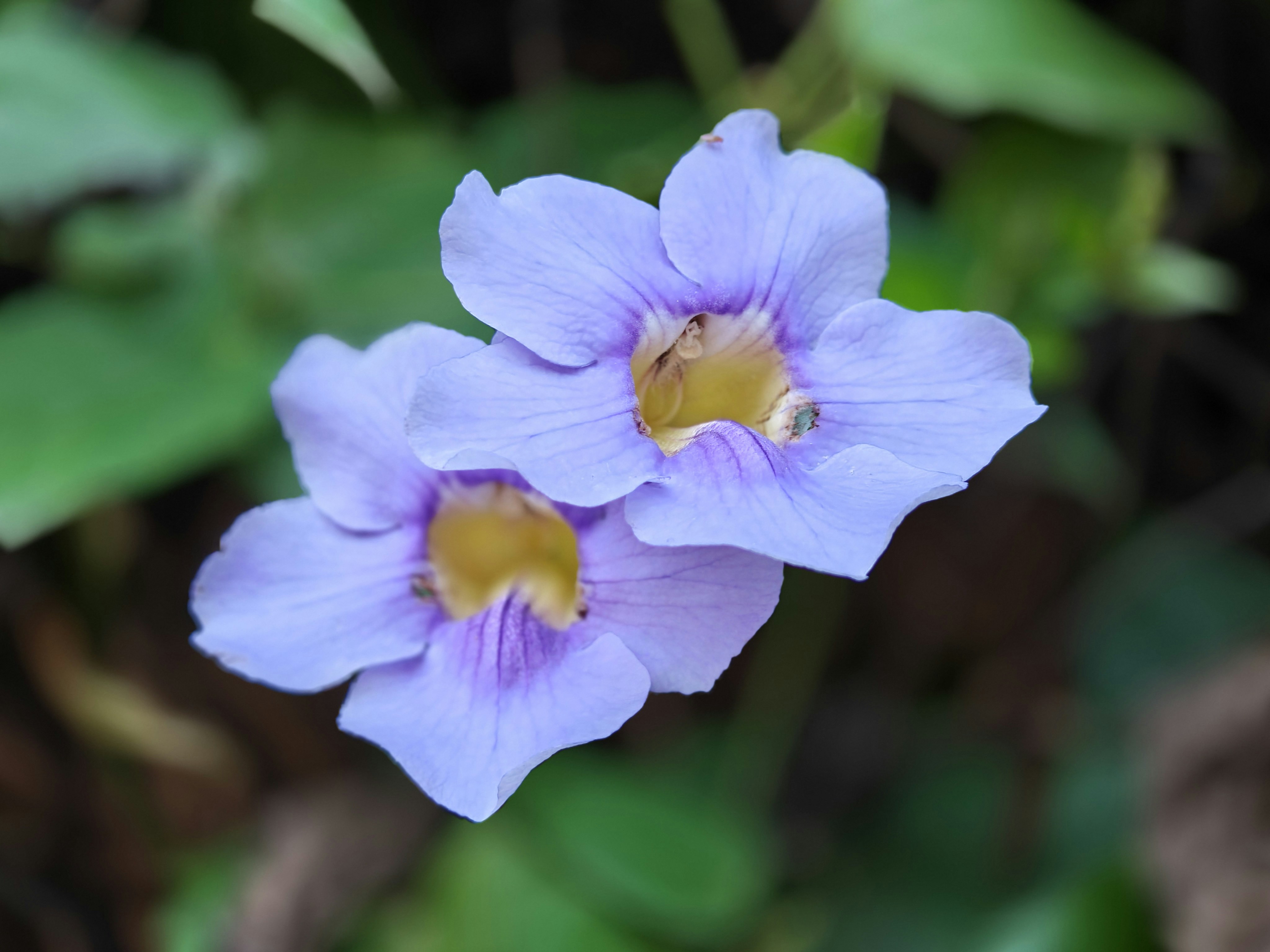 Lavender Lumen: Twin Petals Framing a Quiet Bloom