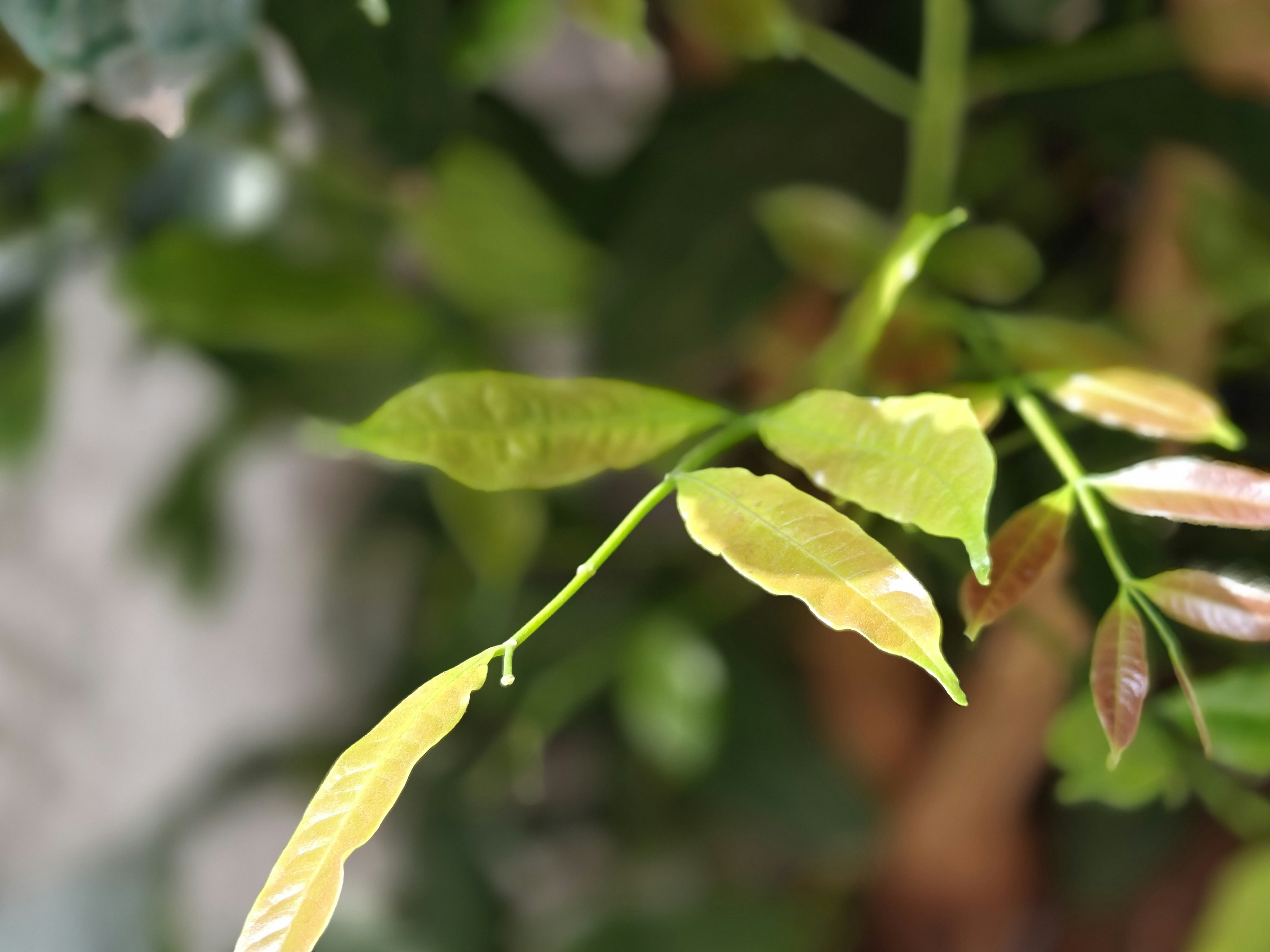 Emerald leaves in soft focus: a sunlit vignette of delicate foliage