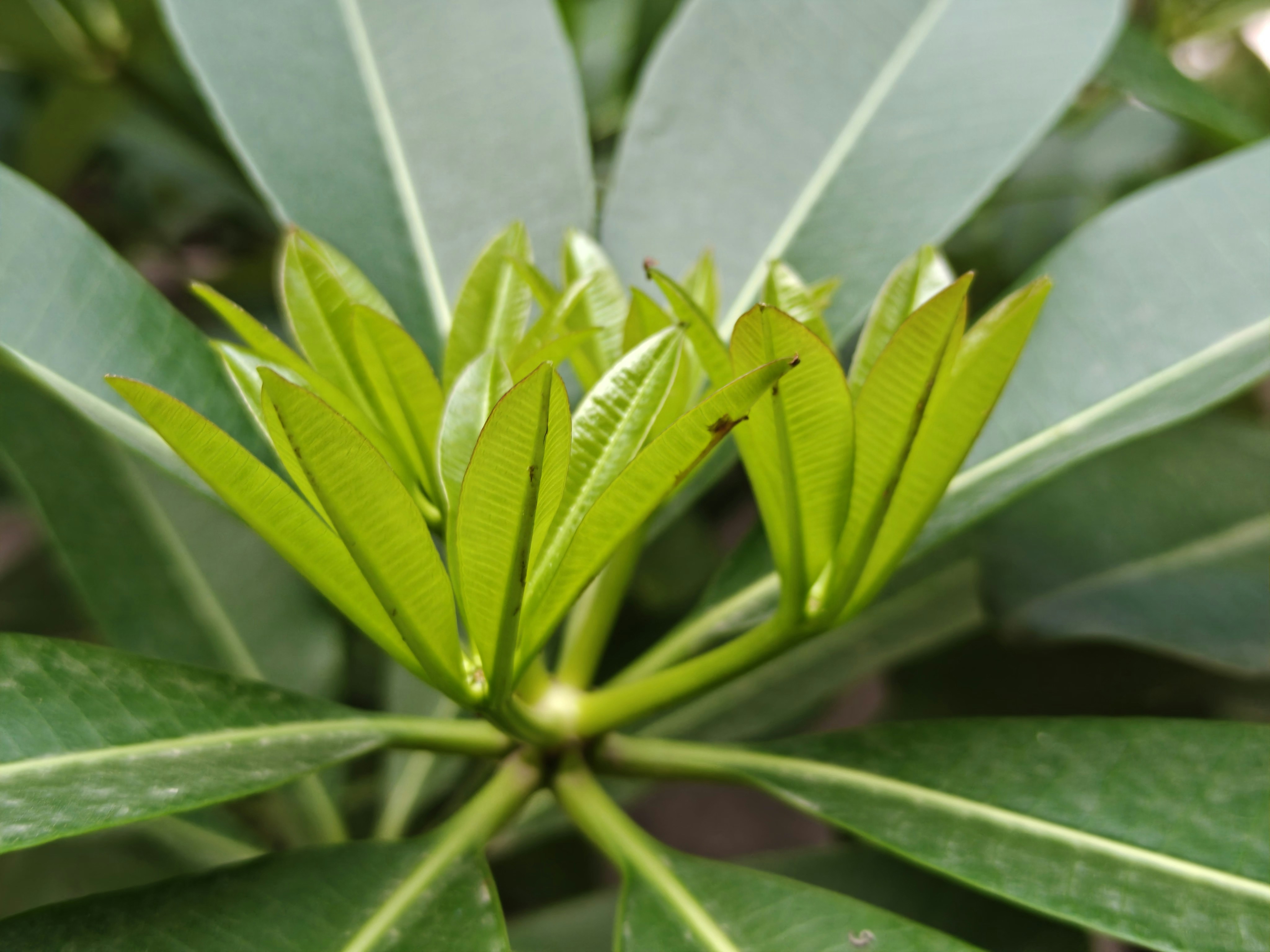 Close-up of a succulent-looking plant with bright green new leaves unfurling from a central hub; clear concentric arrangement and crisp texture reveal the plant's growth pattern.
