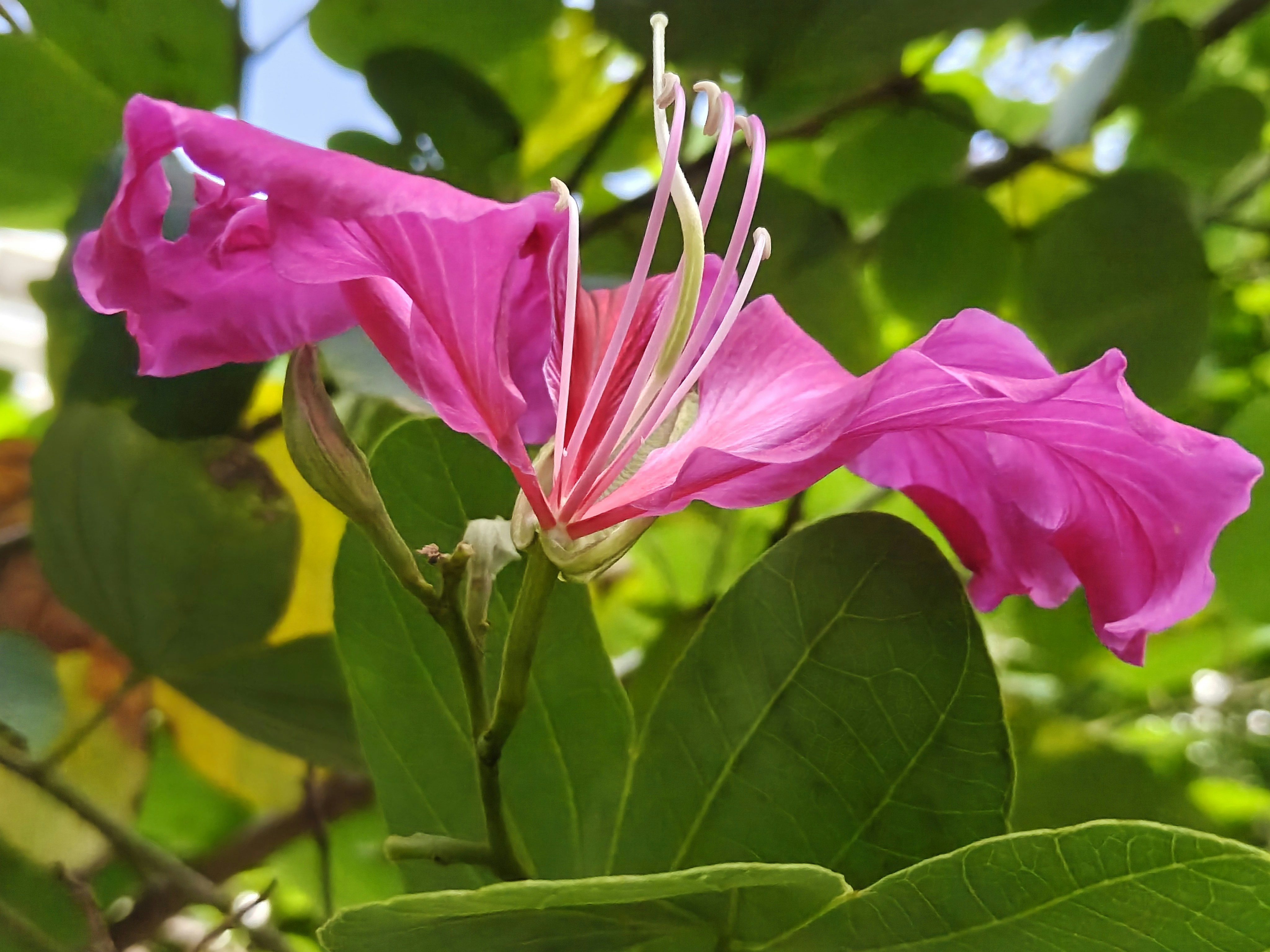 Pink Orchid Bloom Framing Sunlit Garden Leaves