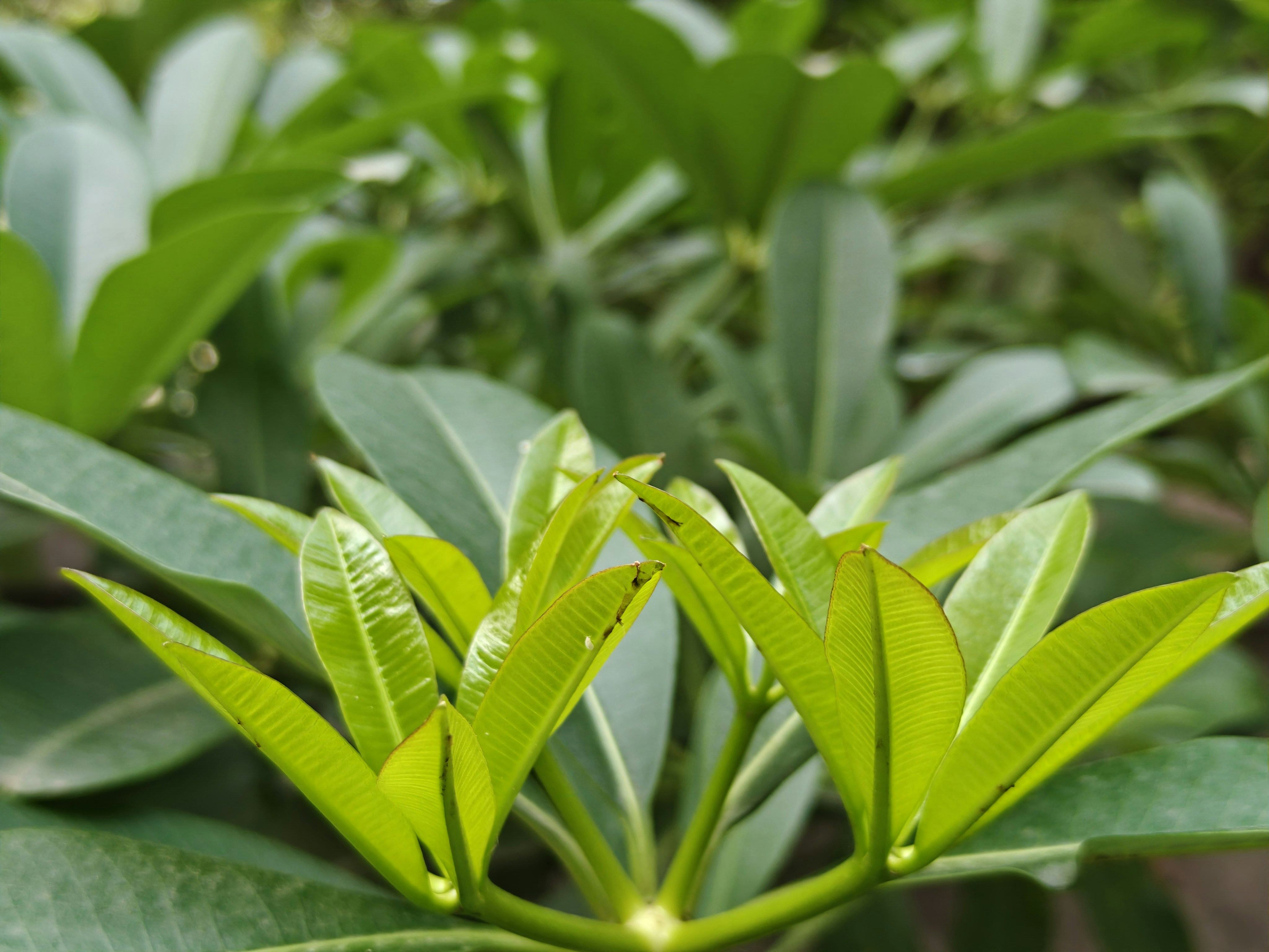 Sunlit Sprout: Fresh Green Leaves Emerging in Morning Light