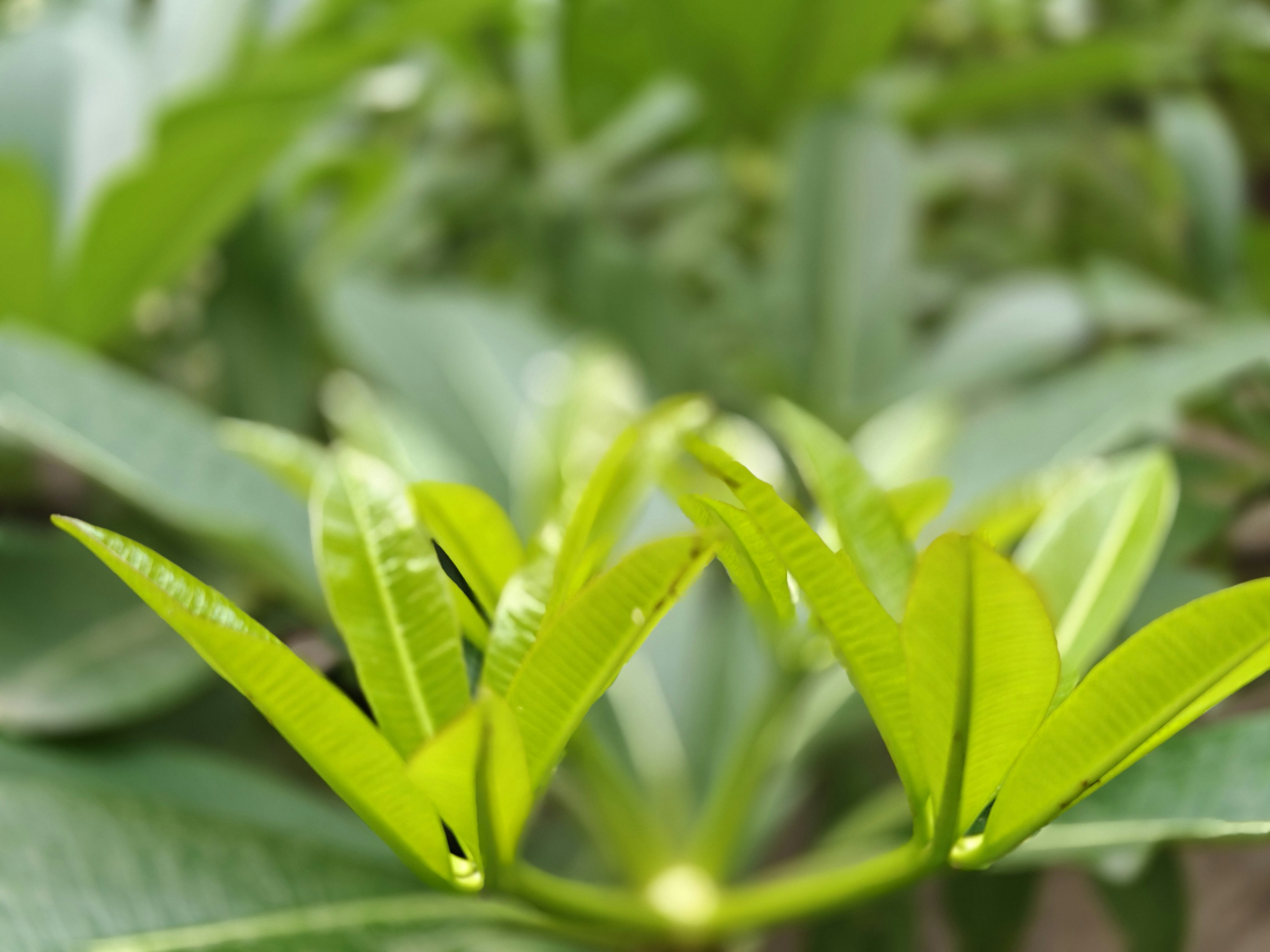 Luminous Green Foliage: A Close-Up of Leaf Tendrils in Sunlit Detail