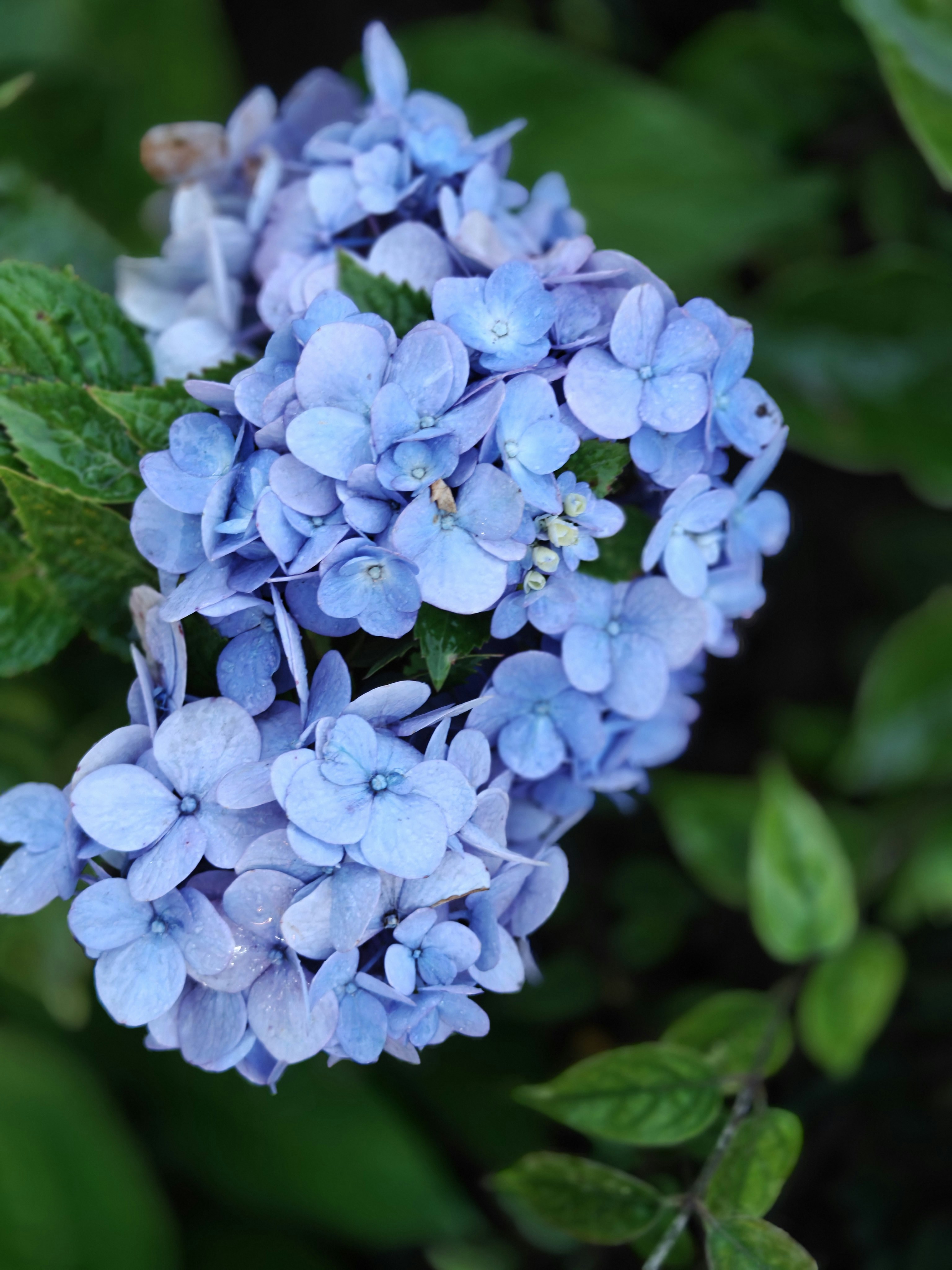 Blue Hydrangea Cascade: Soft Petal Clusters in Evening Light