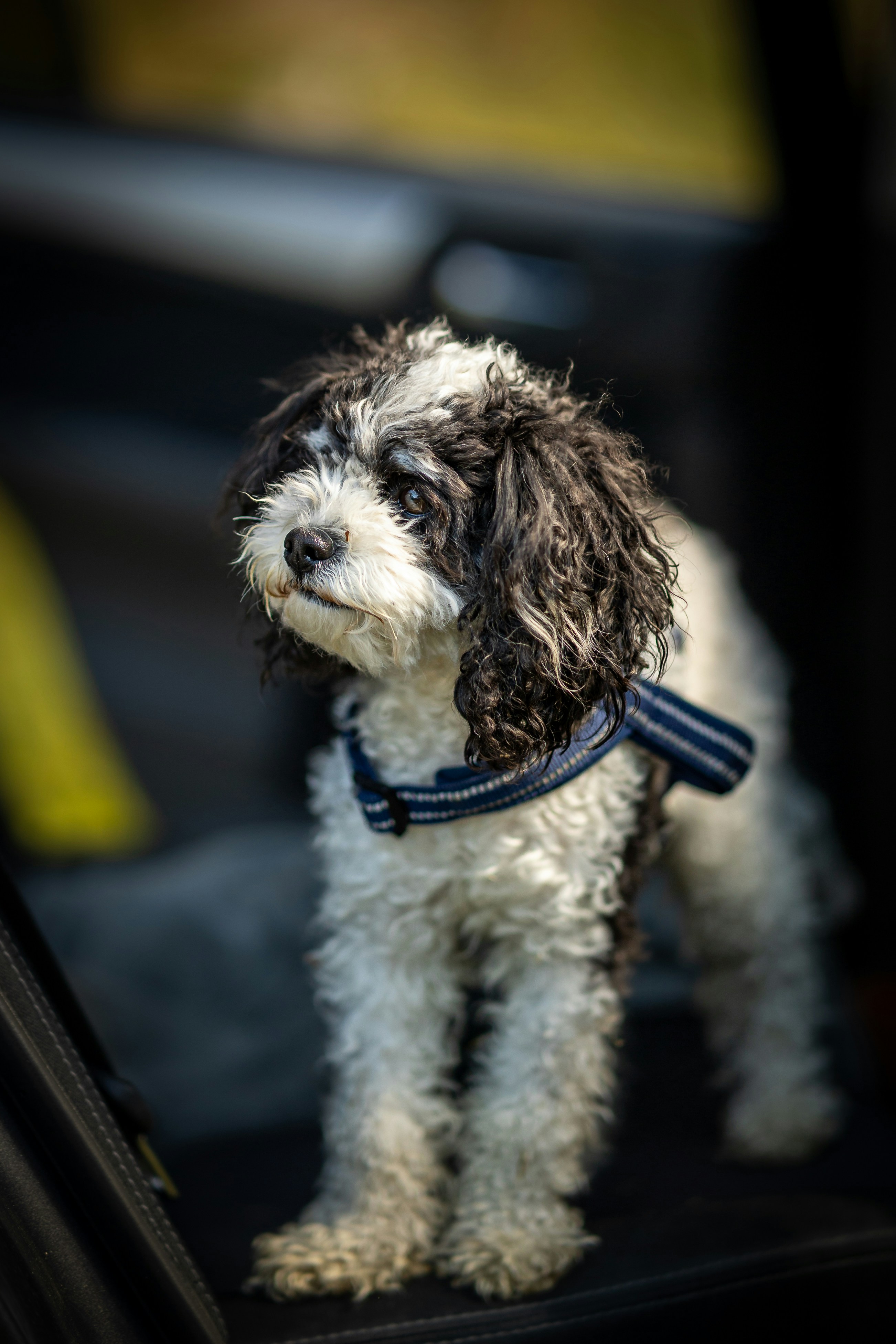 Curious Pup perched in the car, framed in soft evening light