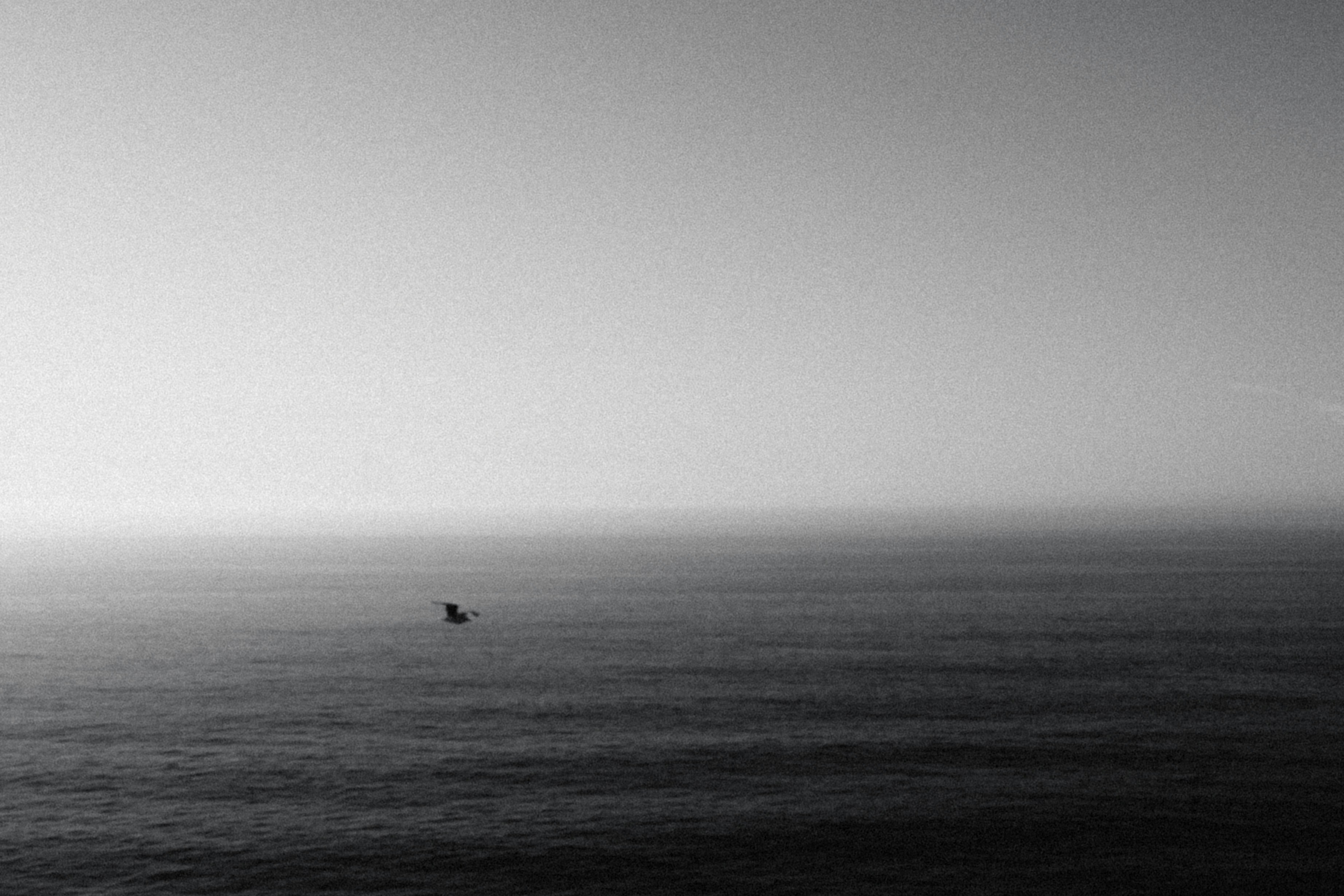 Minimalist seascape with a lone bird gliding above a calm, textured ocean; a soft gradient sky and subtle horizon line convey solitude and vastness.