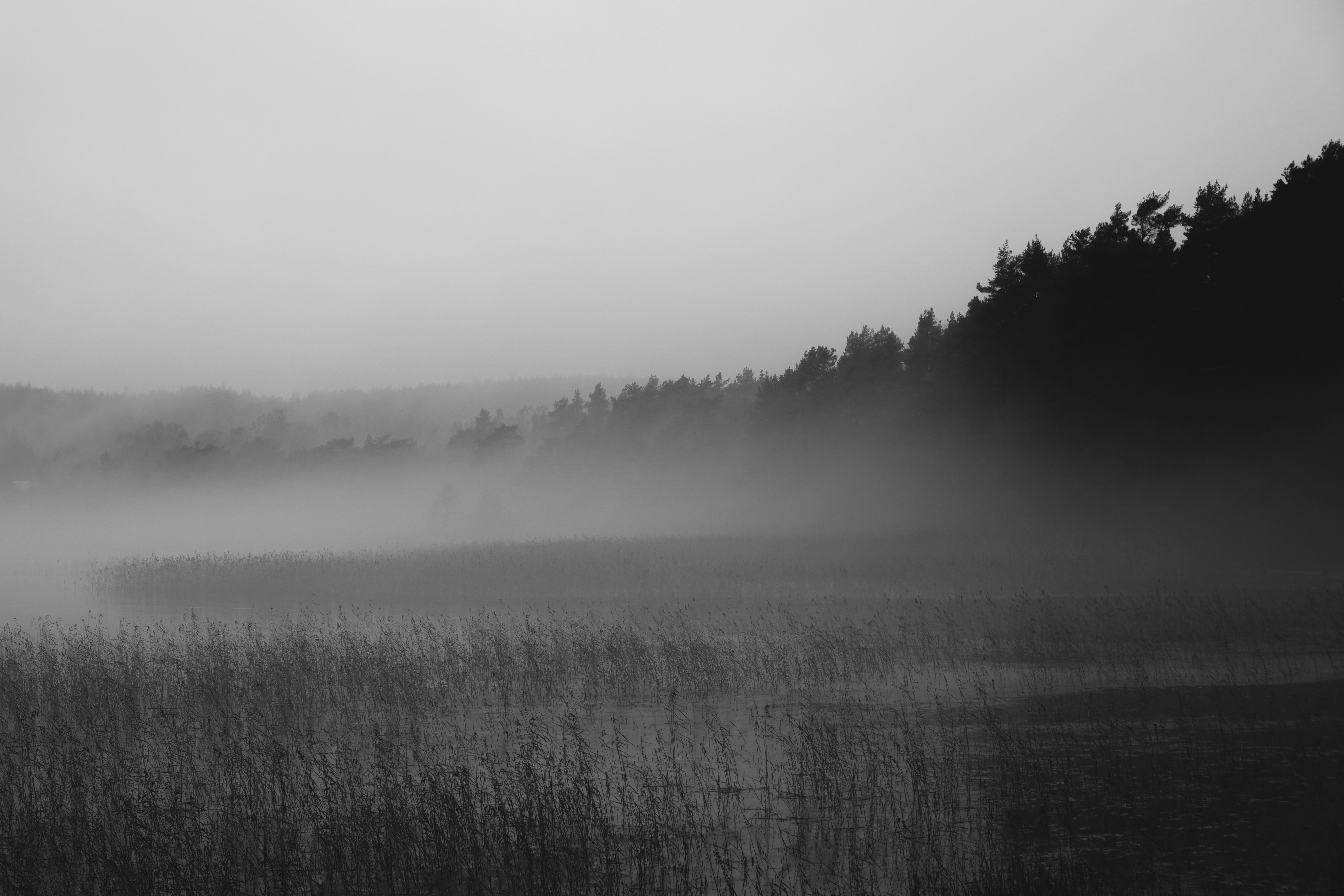Low-contrast field with tall grasses and a distant tree line fading into fog; monochrome landscape emphasizing haze and depth.