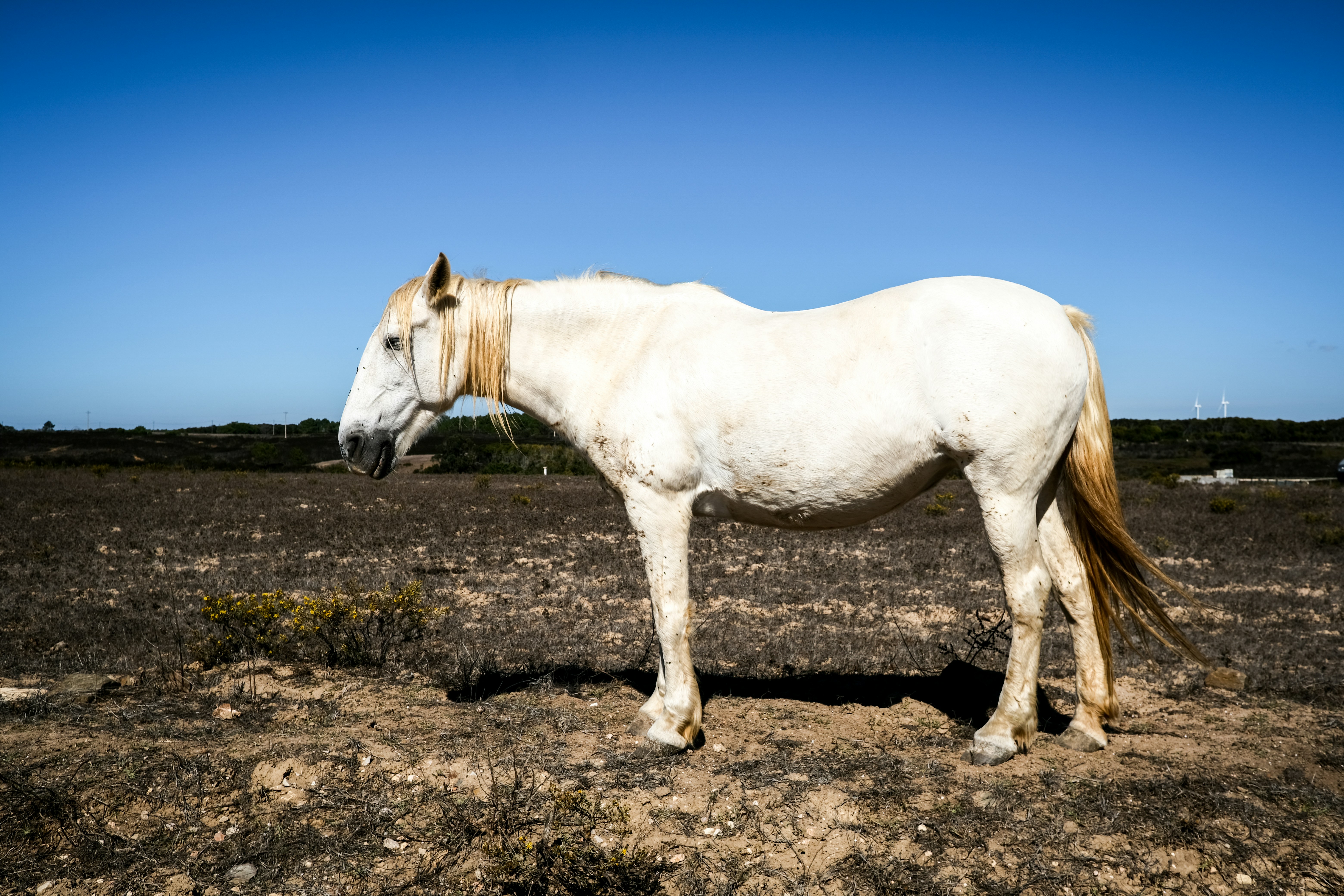 Bright-Arid White: A solitary horse under a clear blue sky